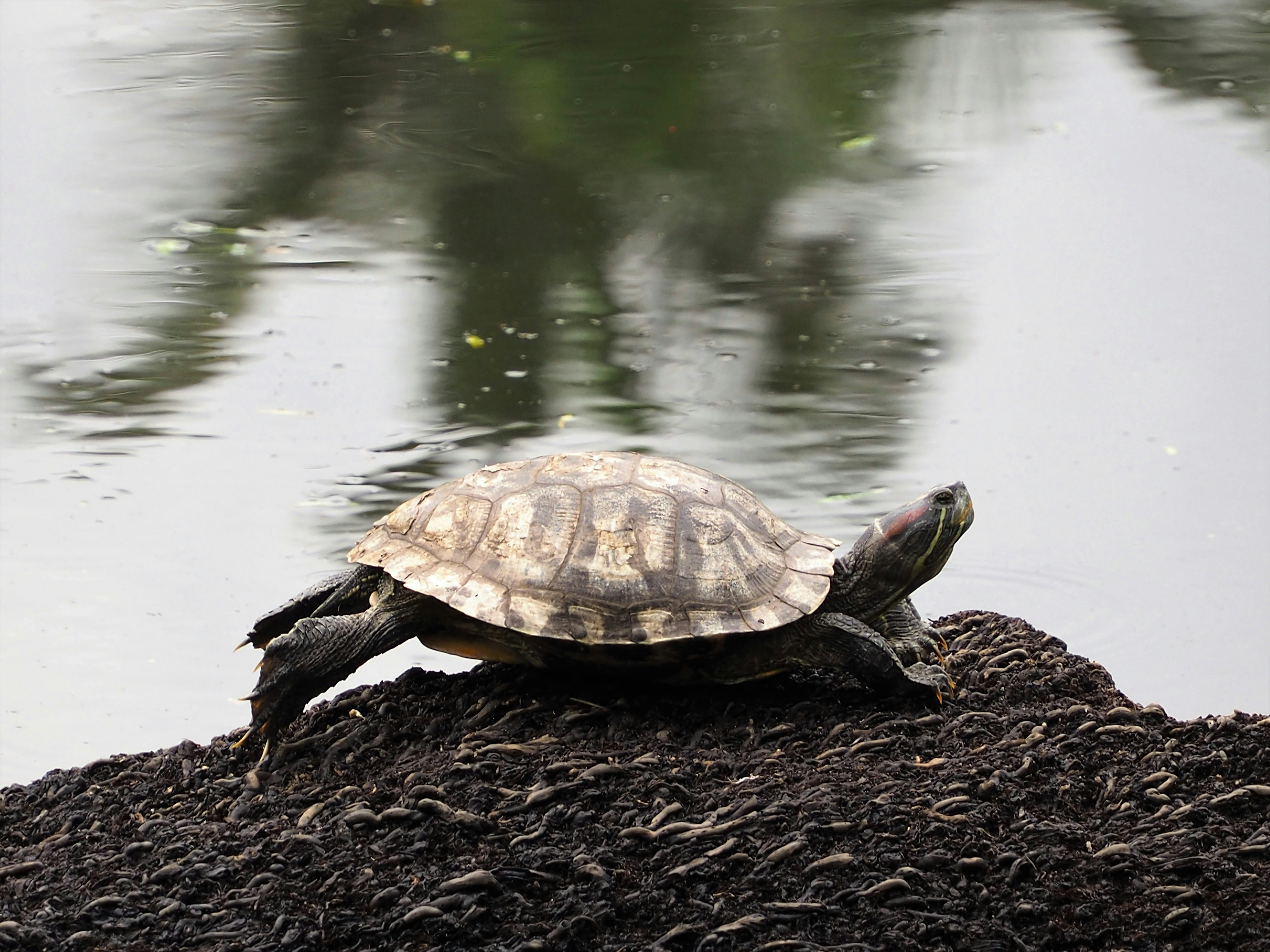 Brown turtle on brown soil near body of water during daytime photo ...