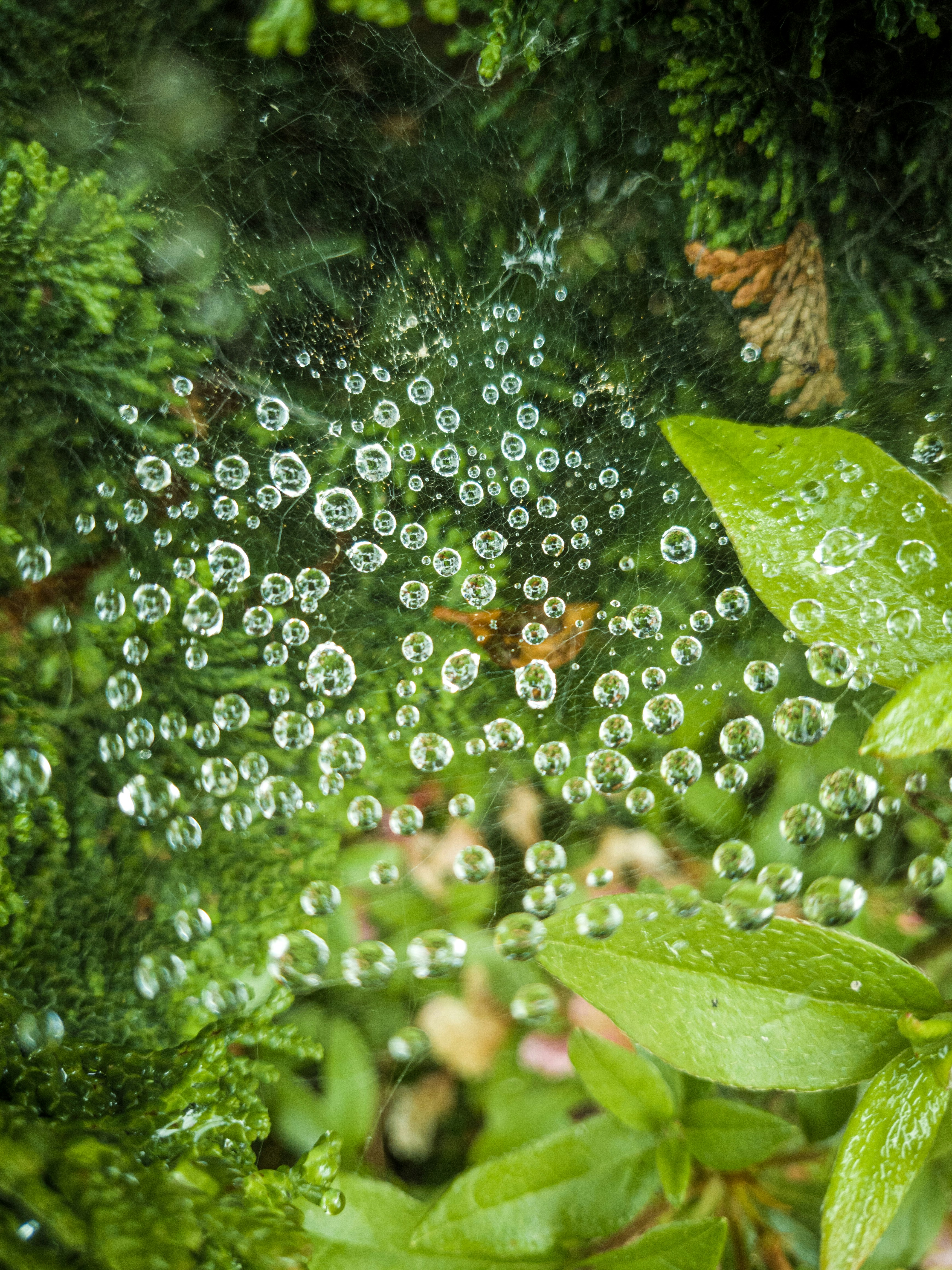 Intricate spider web adorned with glistening droplets, surrounded by lush green foliage.