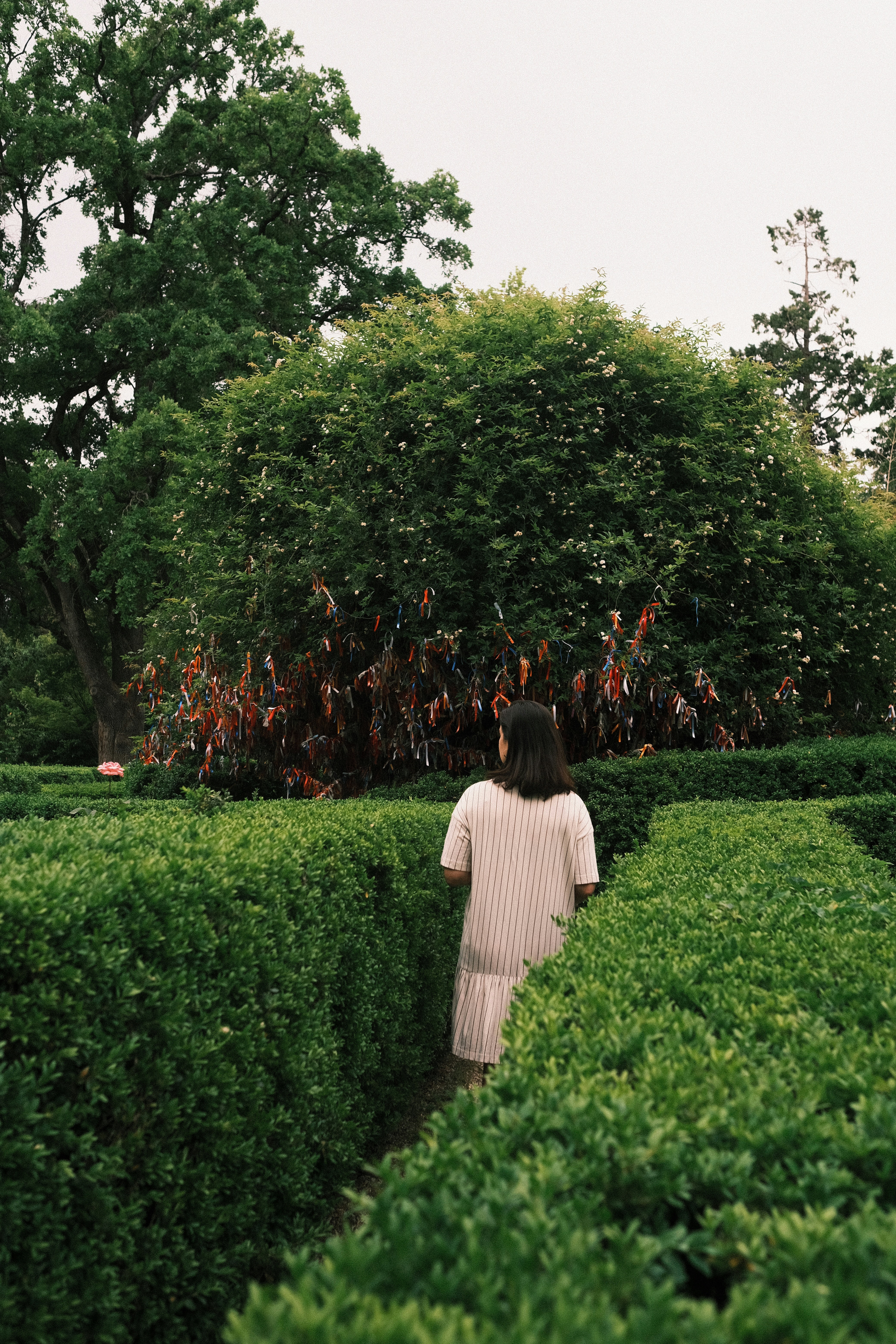 Hedge Maze Reverie: A Woman in a Pale Dress at the Garden's Edge