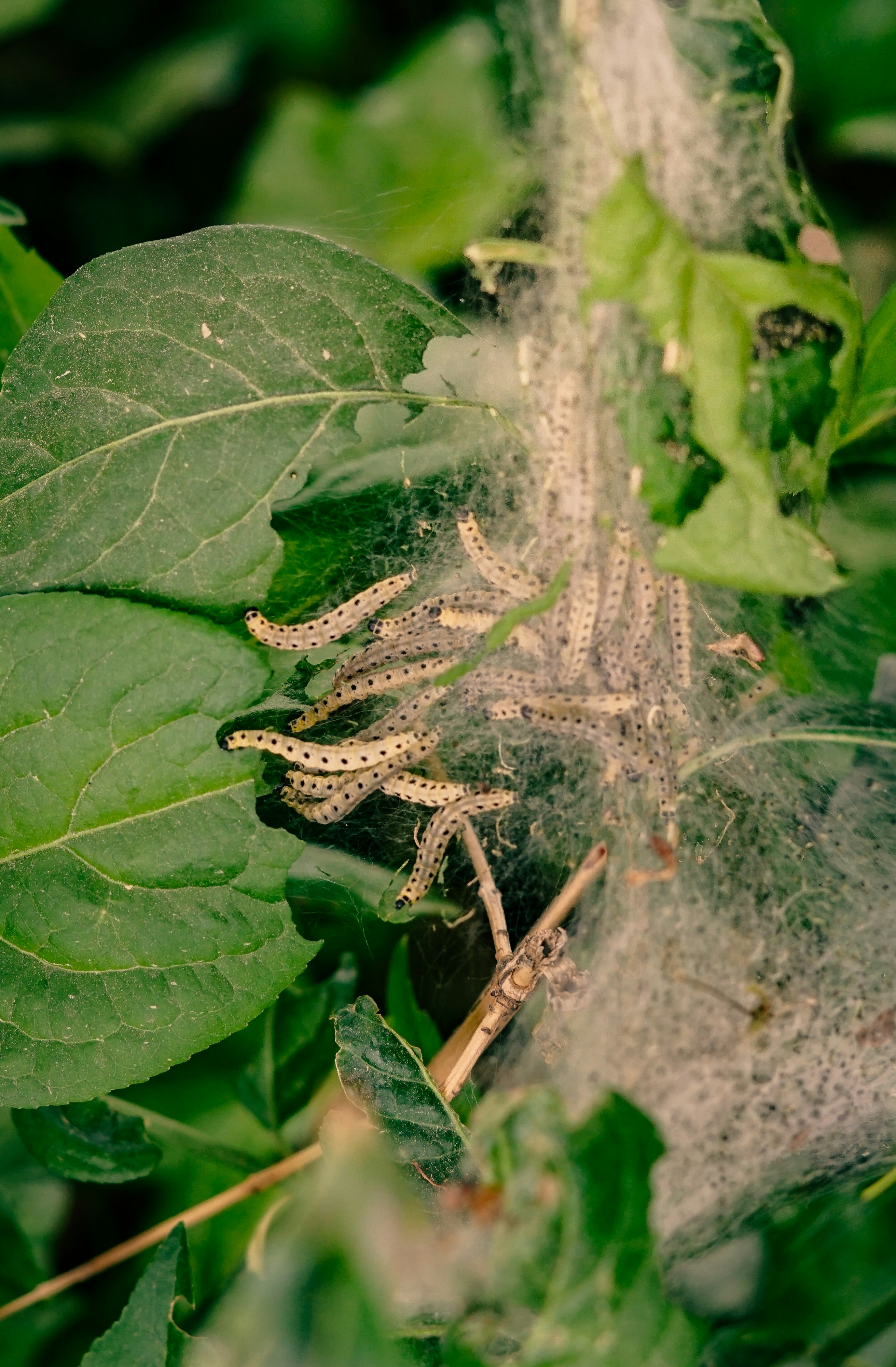 Caterpillars nestled among lush green leaves, surrounded by delicate spider silk strands. 
