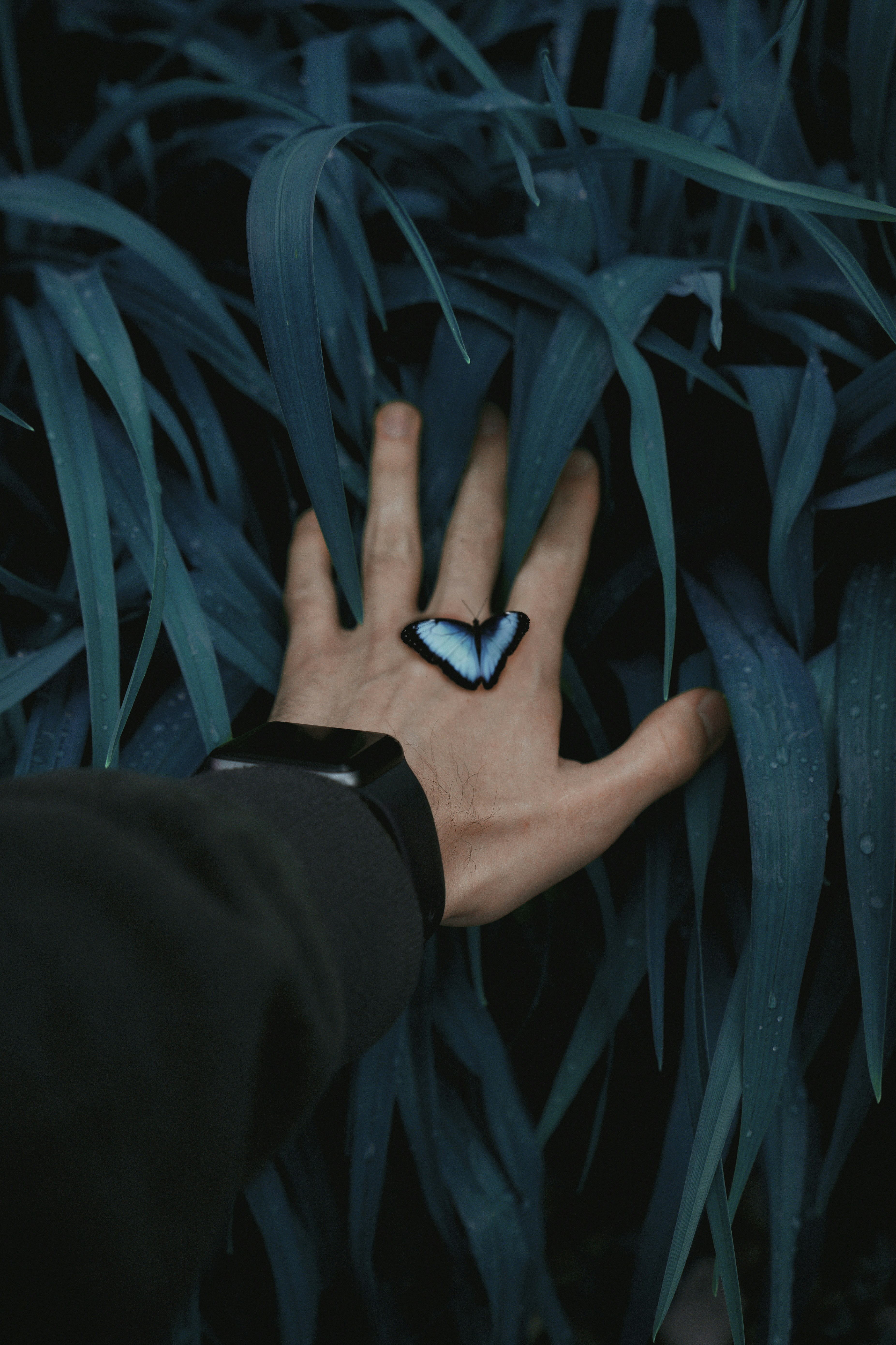 Blue Flame on Palm: A Gentle Butterfly Resting Among Indigo Fronds