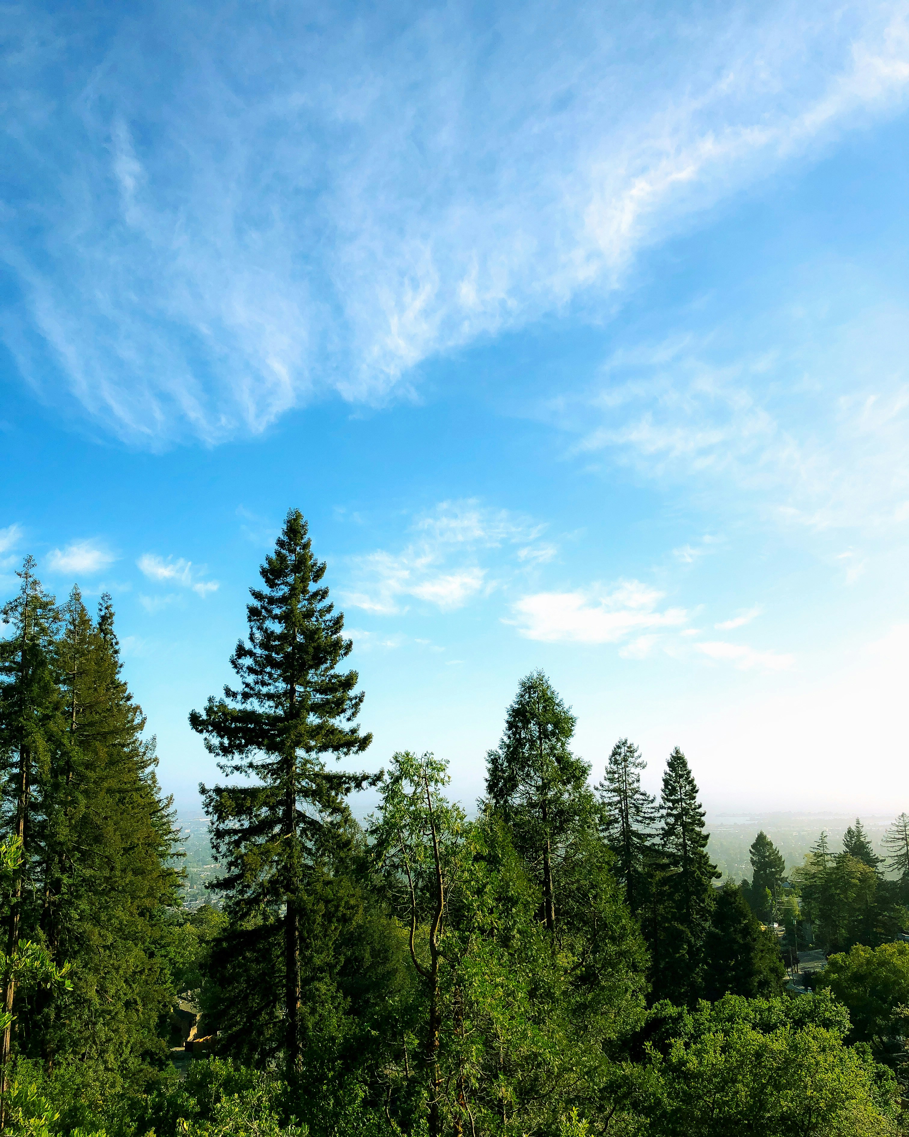 Green trees under blue sky during daytime photo – Free Berkeley Image ...