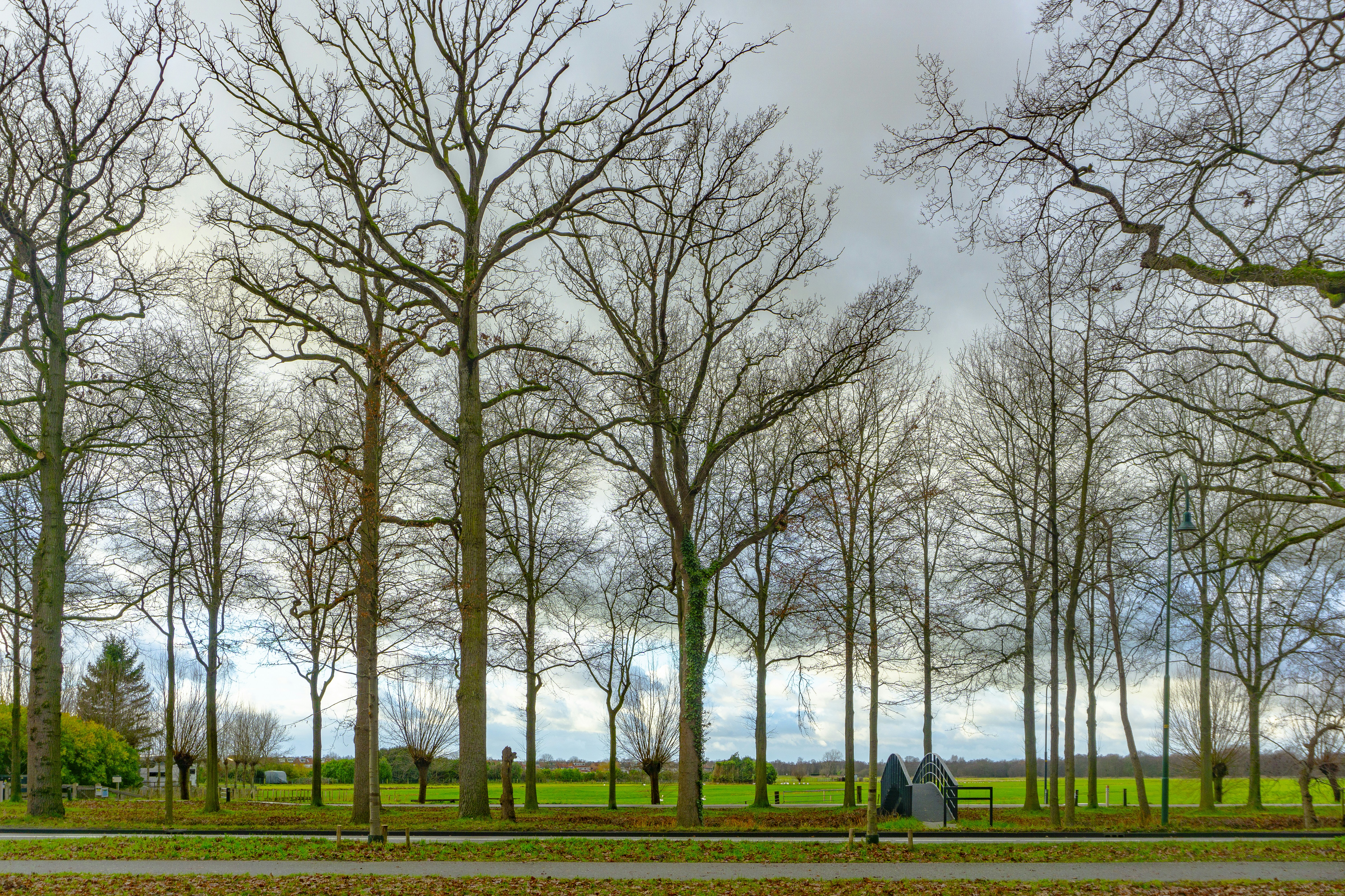 Leafless trees stand in symmetry along a rural path with green fields stretching into the distance under a cloudy sky.