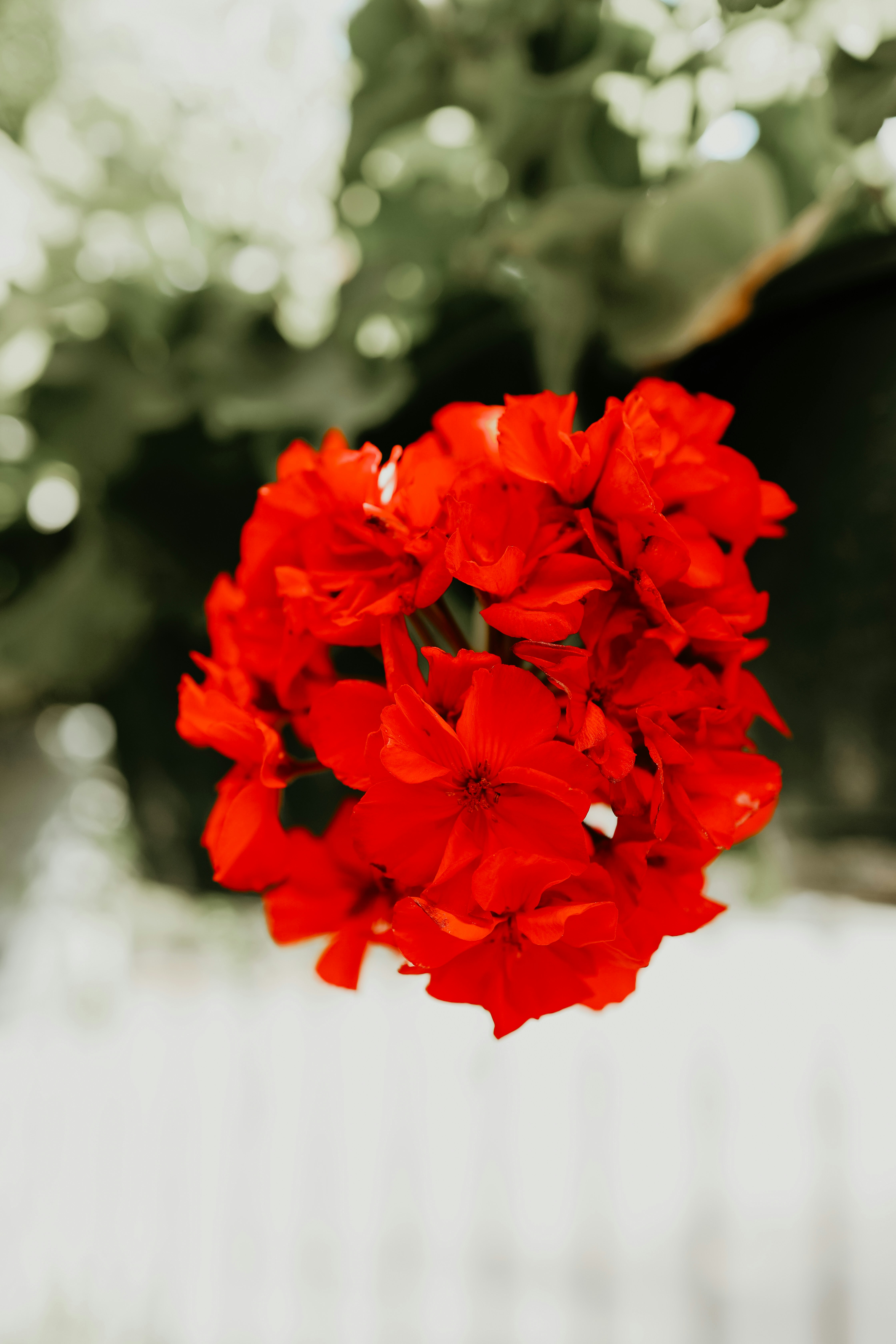 Crimson Petals in a Velvet Blur