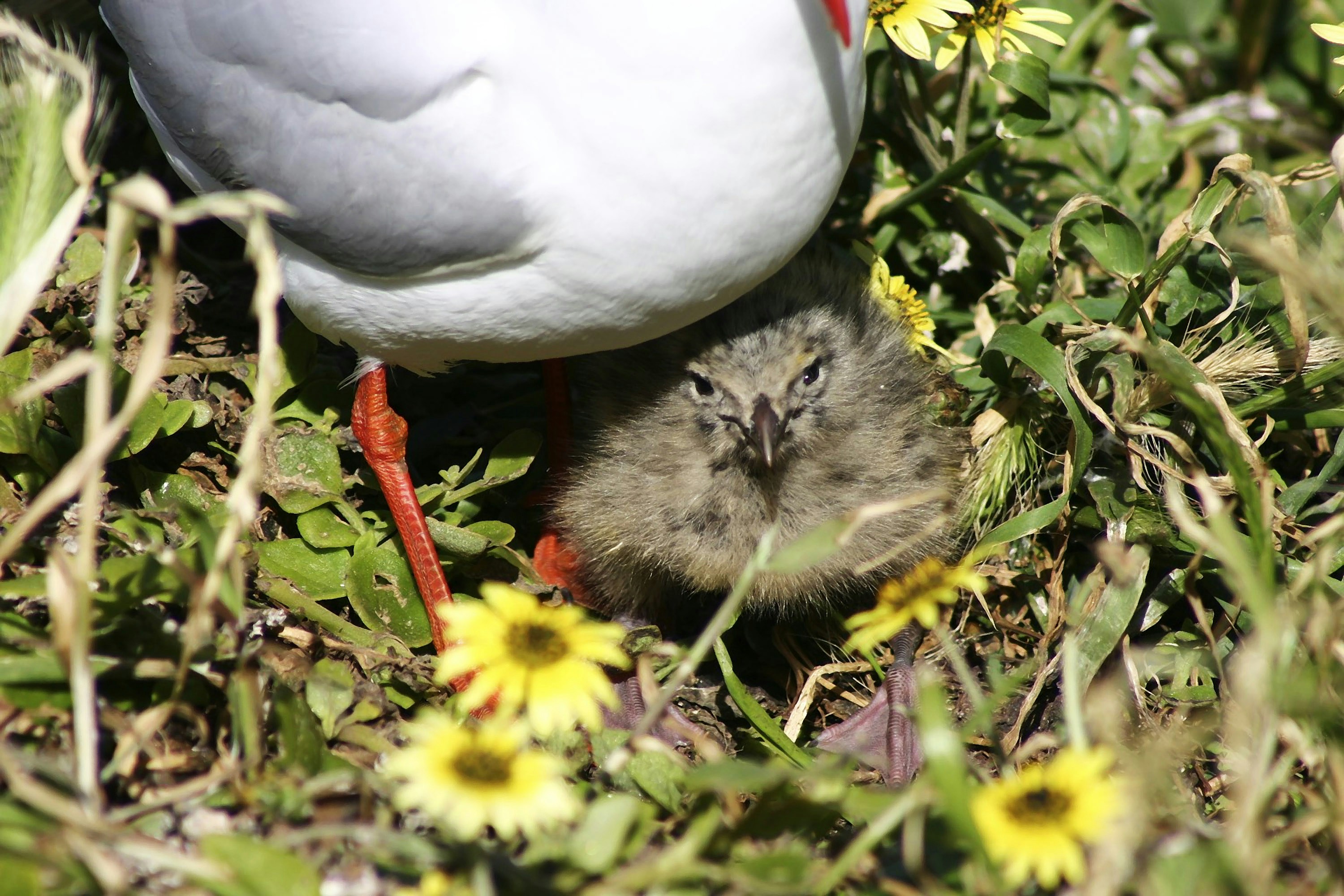 Nestling in the Shadow of a White Bird Amid Yellow Wildflowers