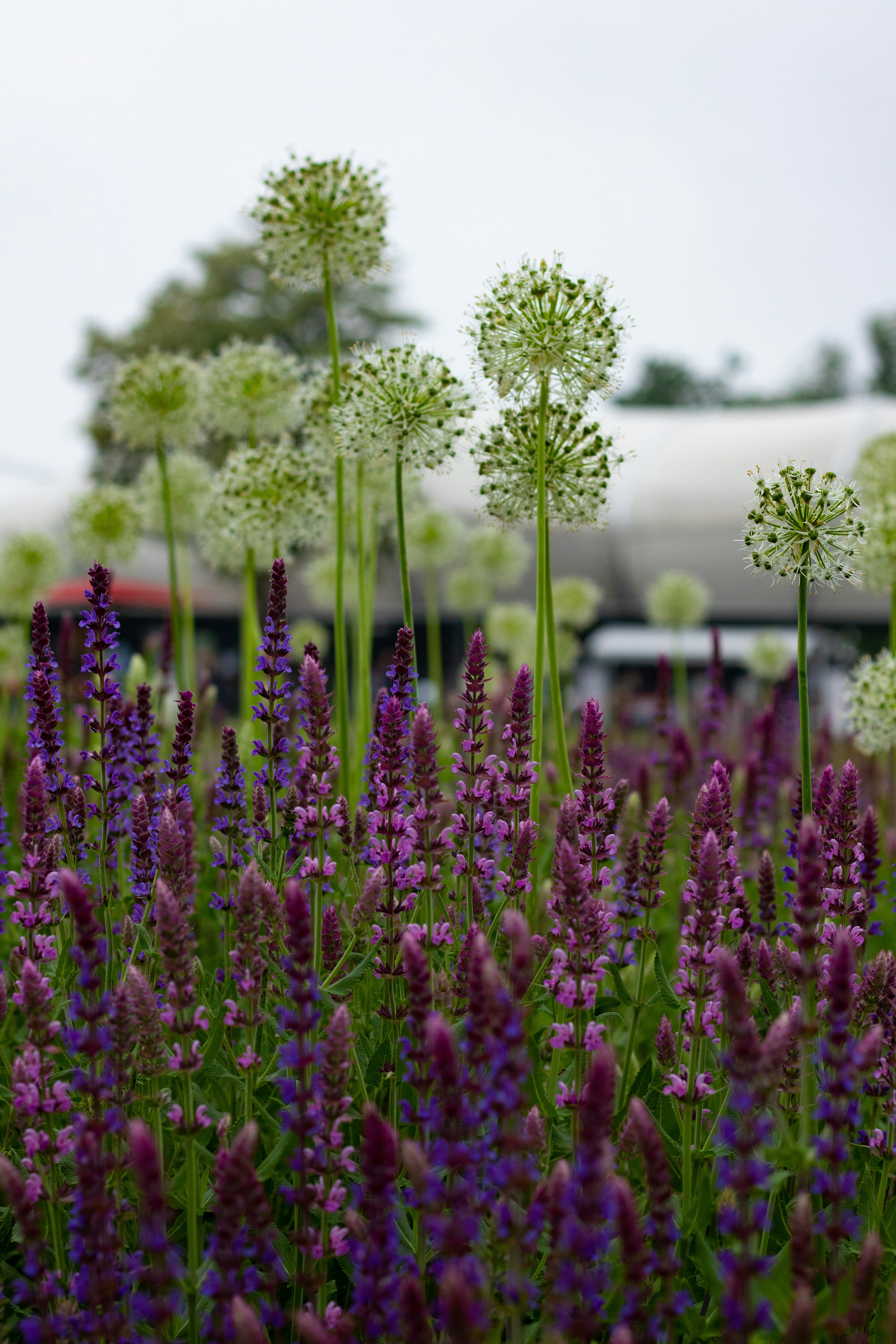 Allium Orbs Crown a Lavender Meadow