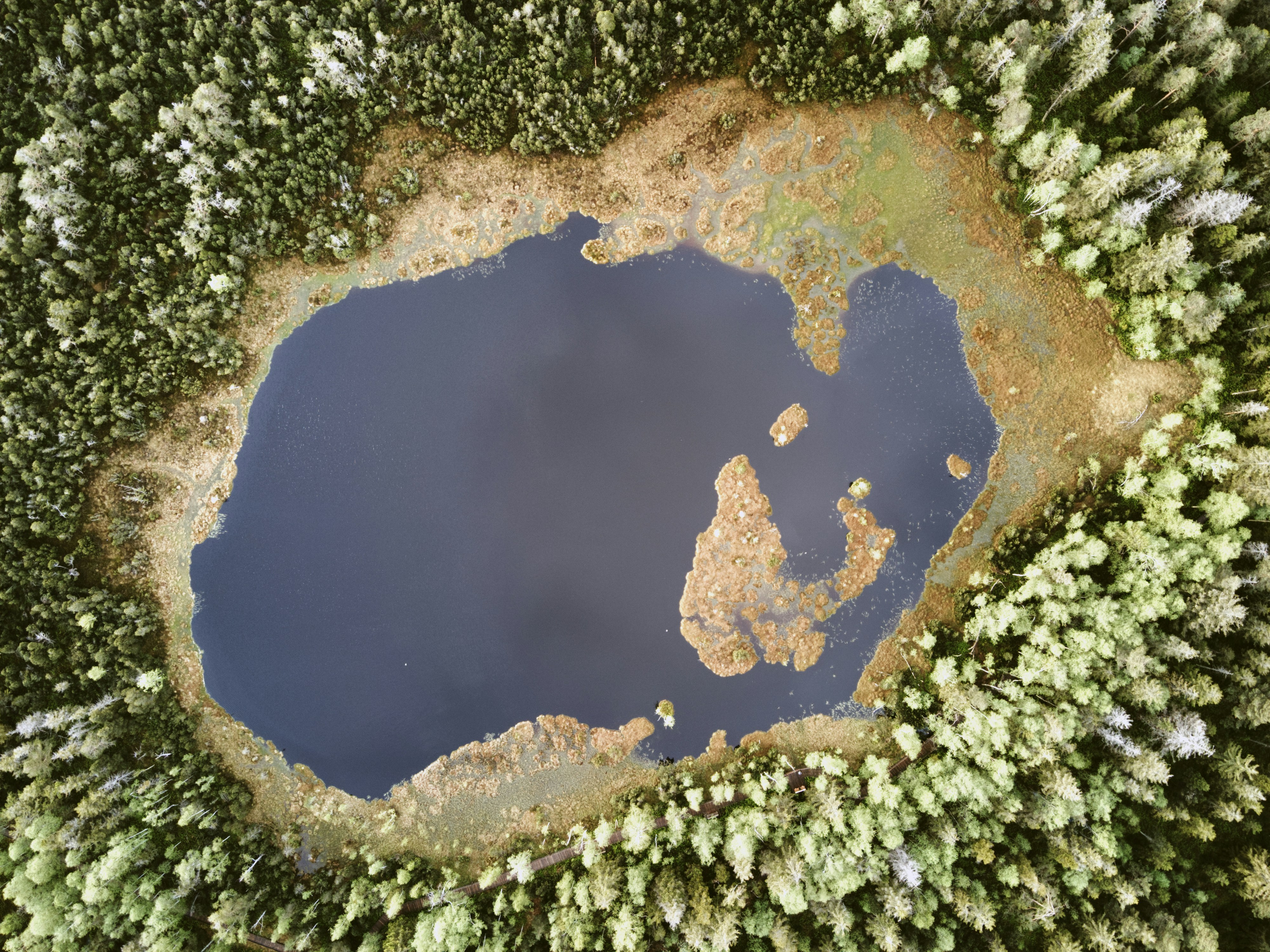 Aerial view of a tranquil lake surrounded by lush greenery and patches of golden grass. The still water mirrors the vibrant forest, creating a harmonious natural scene.
