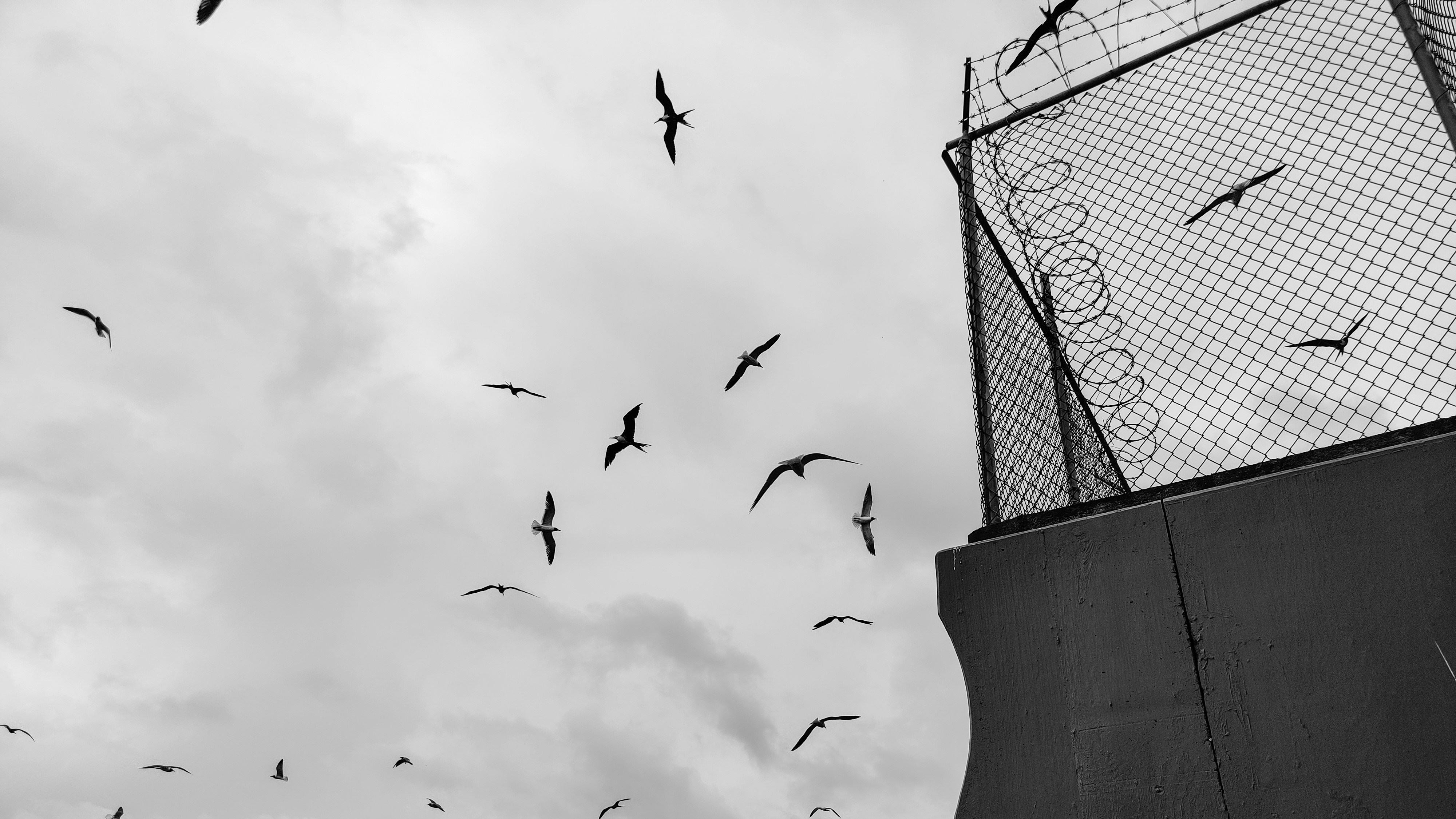 Flock Over Iron and Light: Monochrome Flight