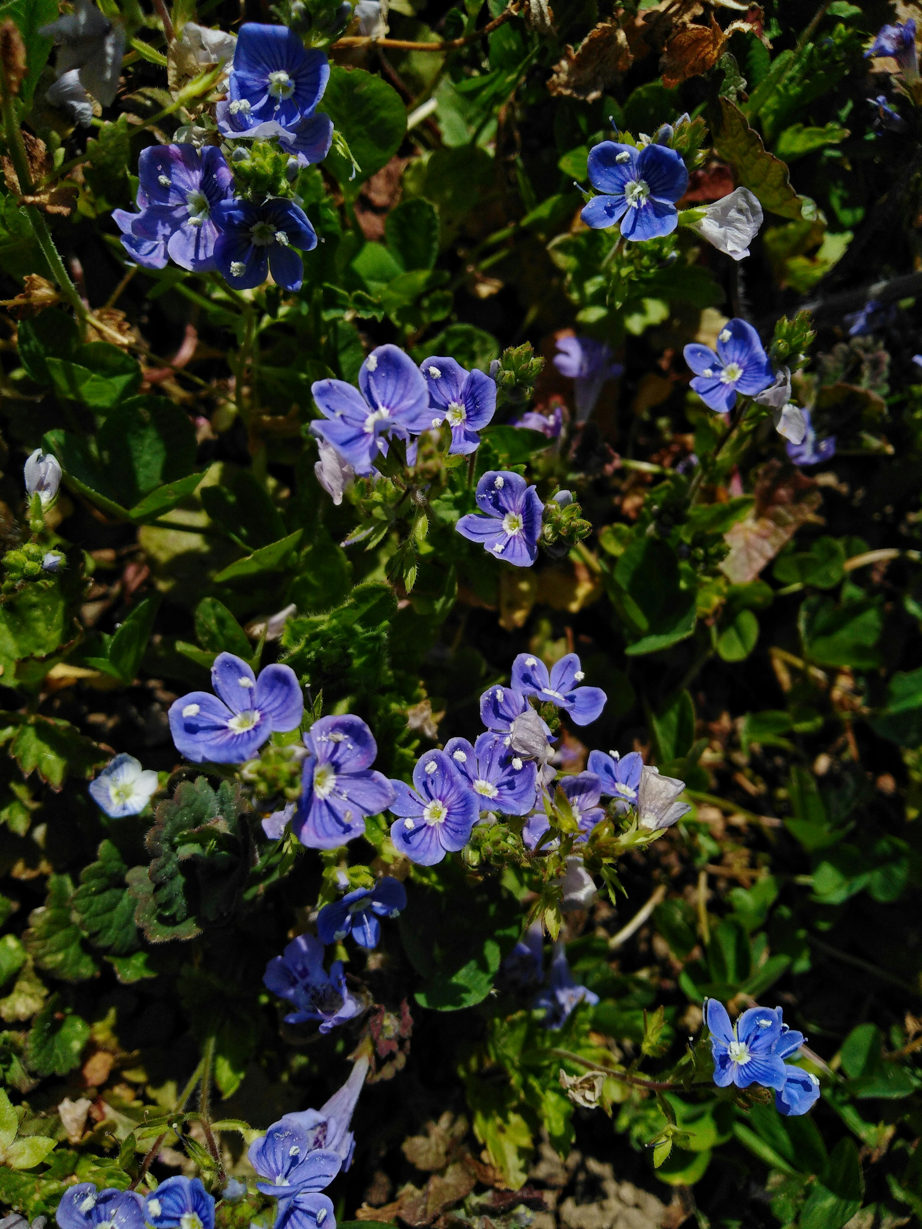 Cluster of delicate purple flowers interspersed with green foliage, showcasing the beauty of nature in bloom.
