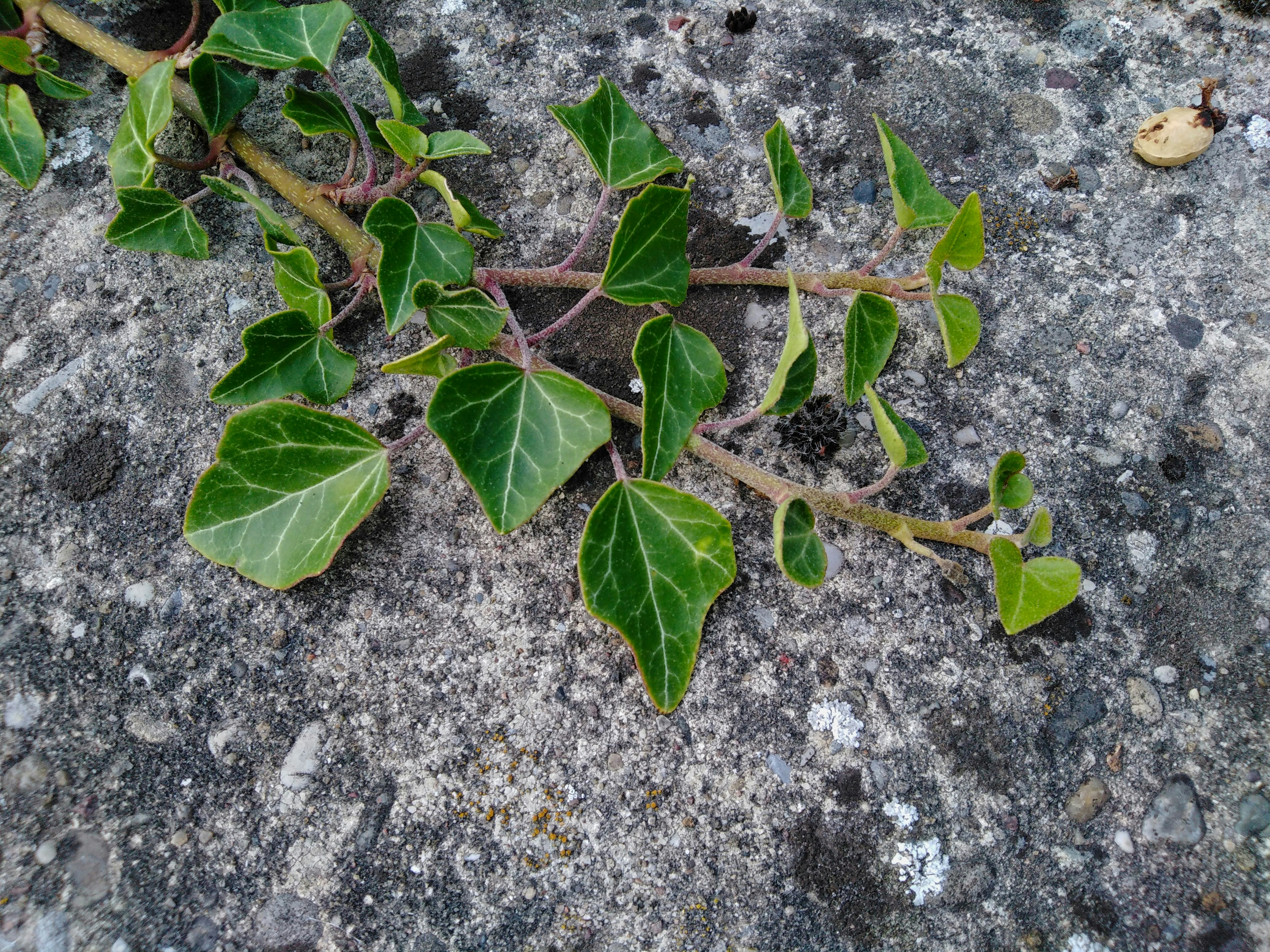 Vibrant green ivy leaves sprawled across a textured stone surface, showcasing nature's persistence in an urban environment.