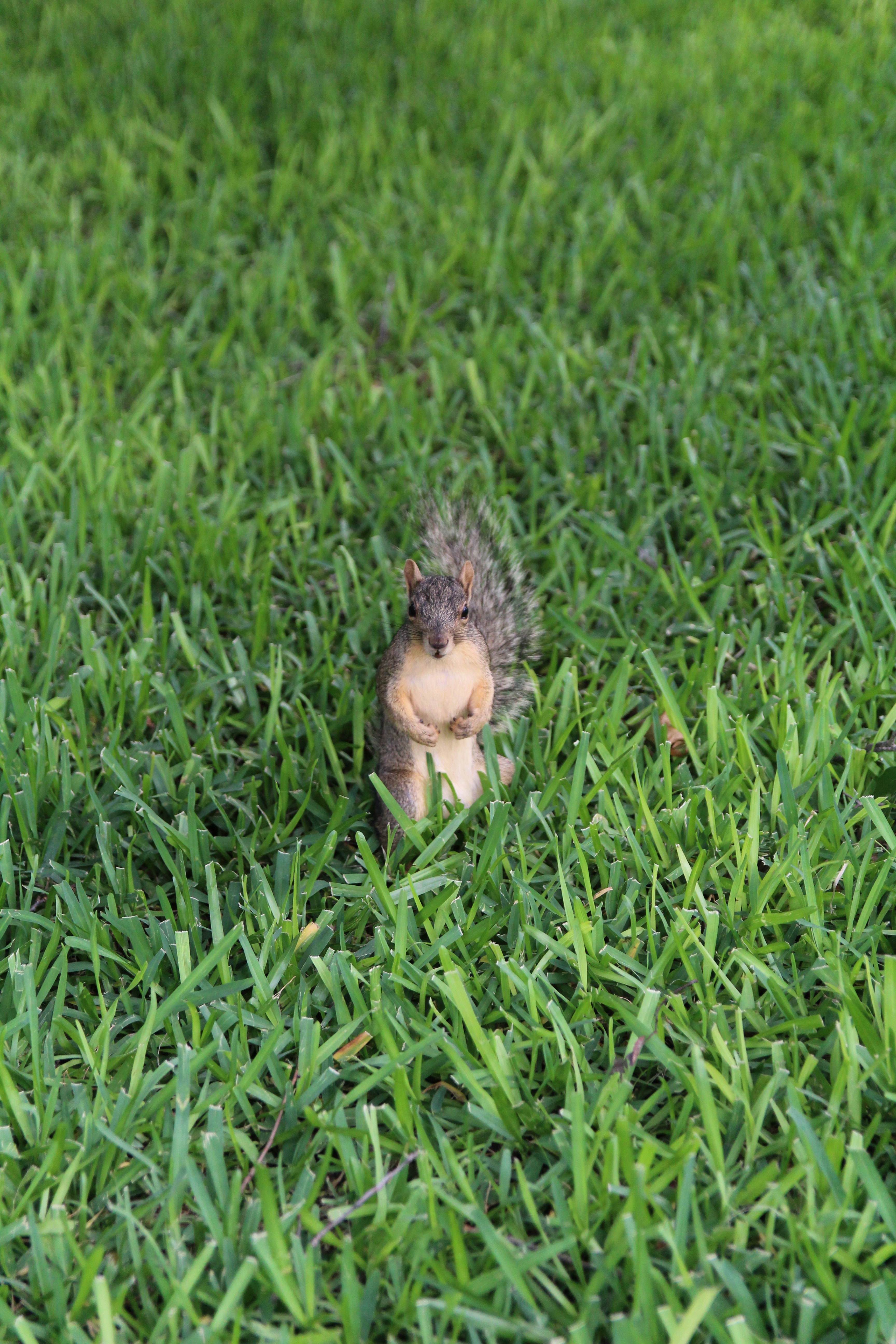 Emerald Carpet Encounter: A Squirrel Pauses in the Lawn.