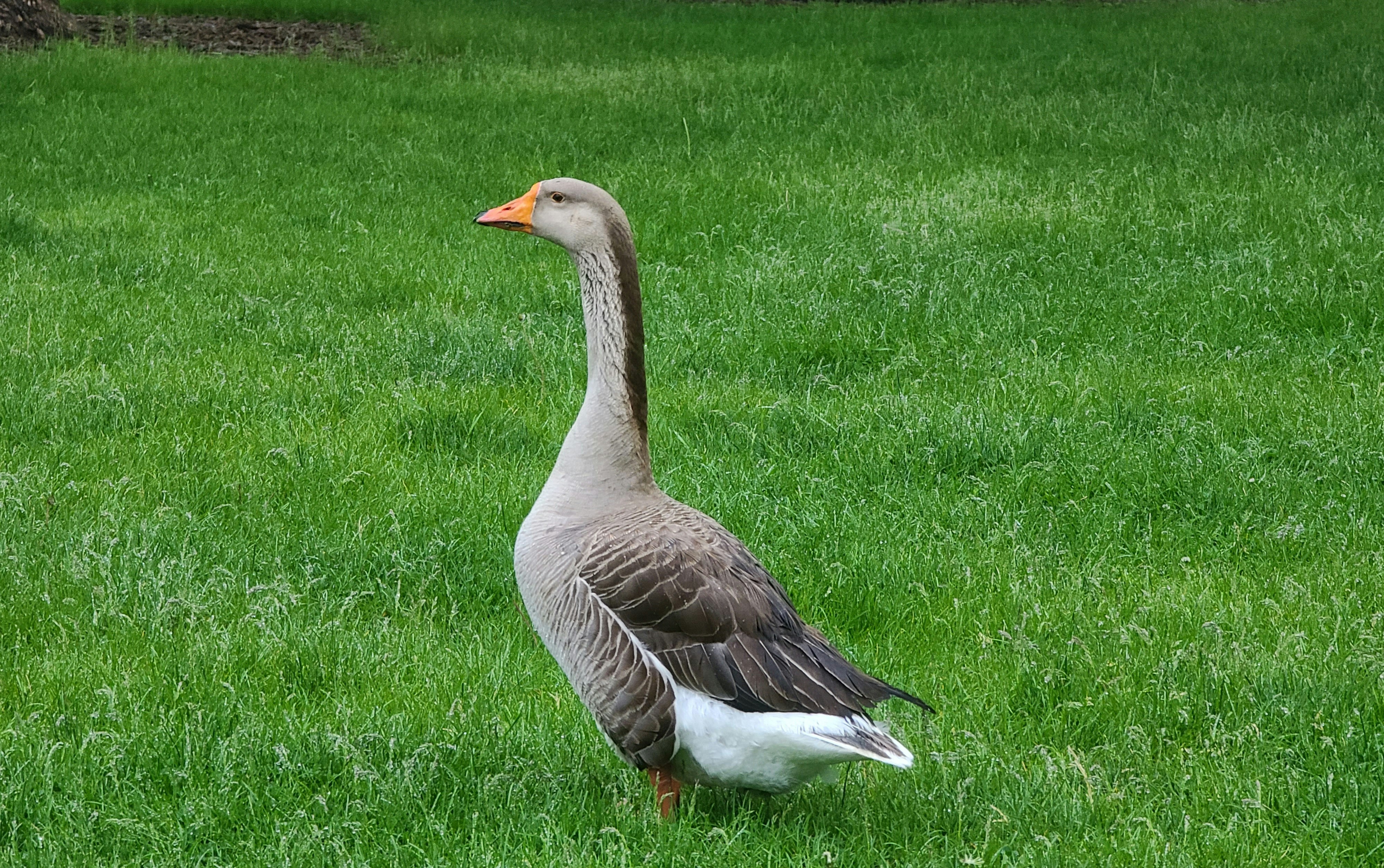 White and gray duck on green grass field during daytime photo – Free ...