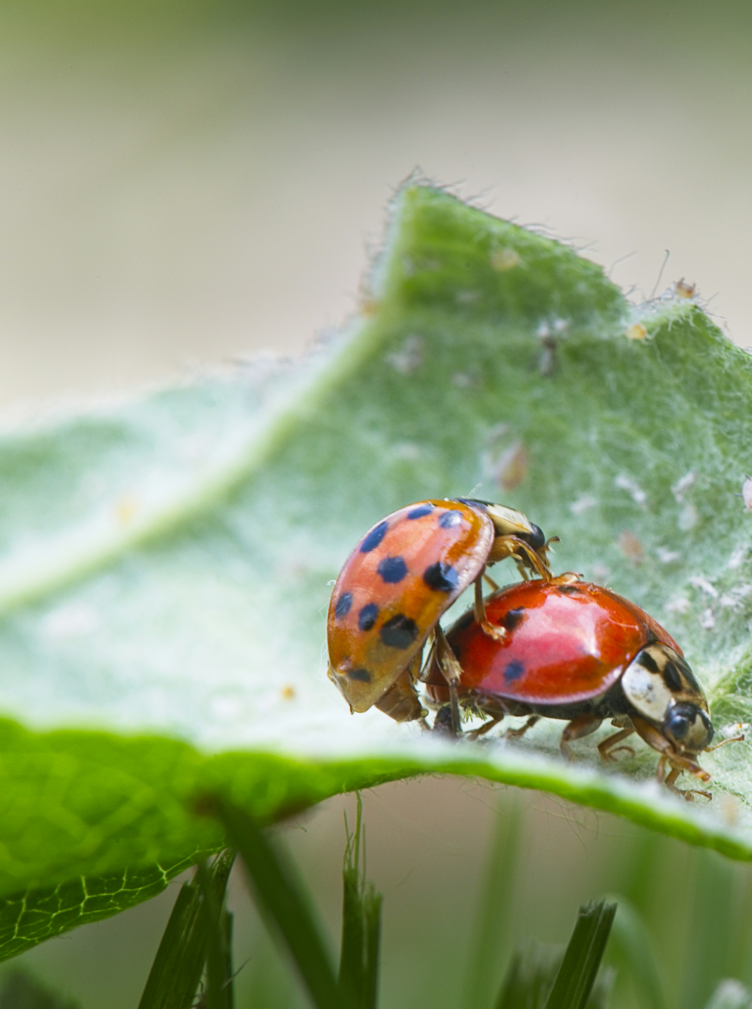 Red ladybug perched on green leaf in close up photography during ...