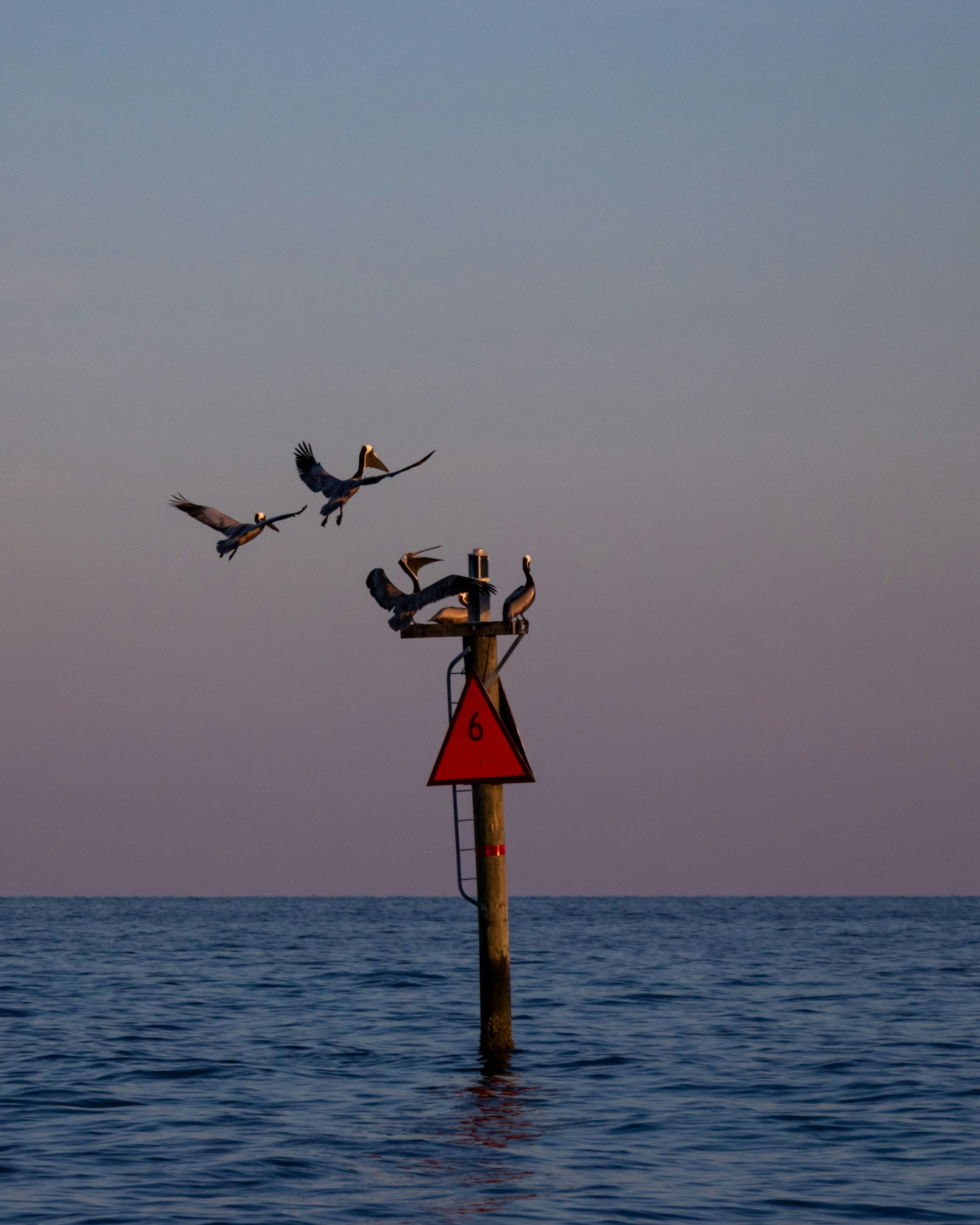 Birds in Concert Over a Maritime Beacon