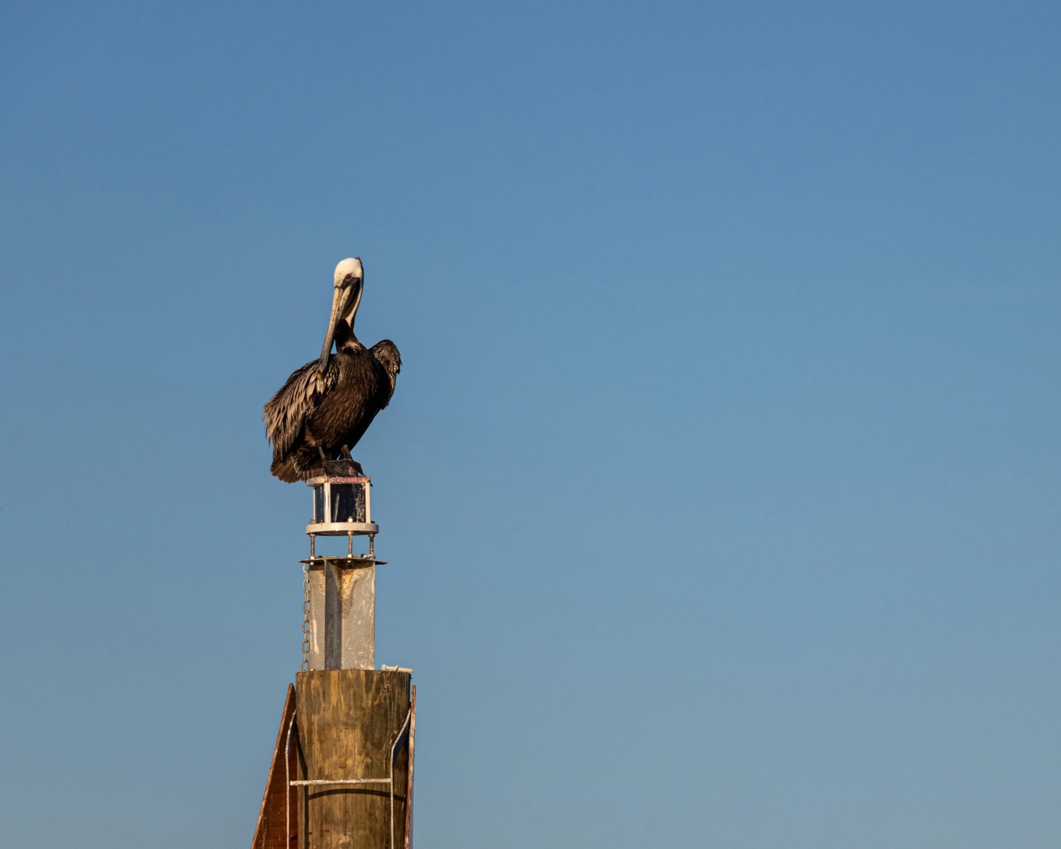 Sentry on a Wooden Spire: A Pelican Perched Against a Clear Sky
