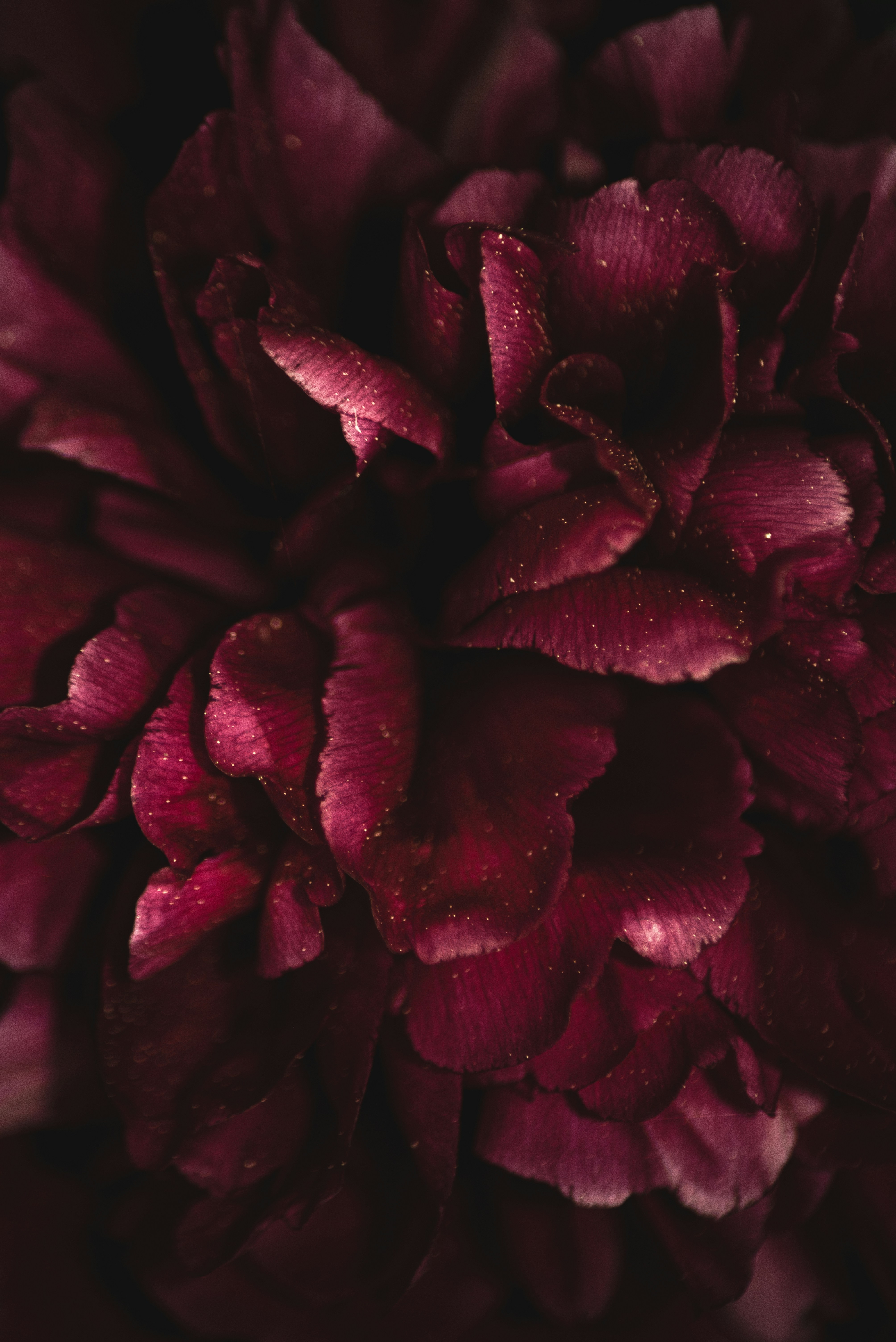 Close-up of deep red flower petals, showcasing intricate textures and subtle glimmers of light.