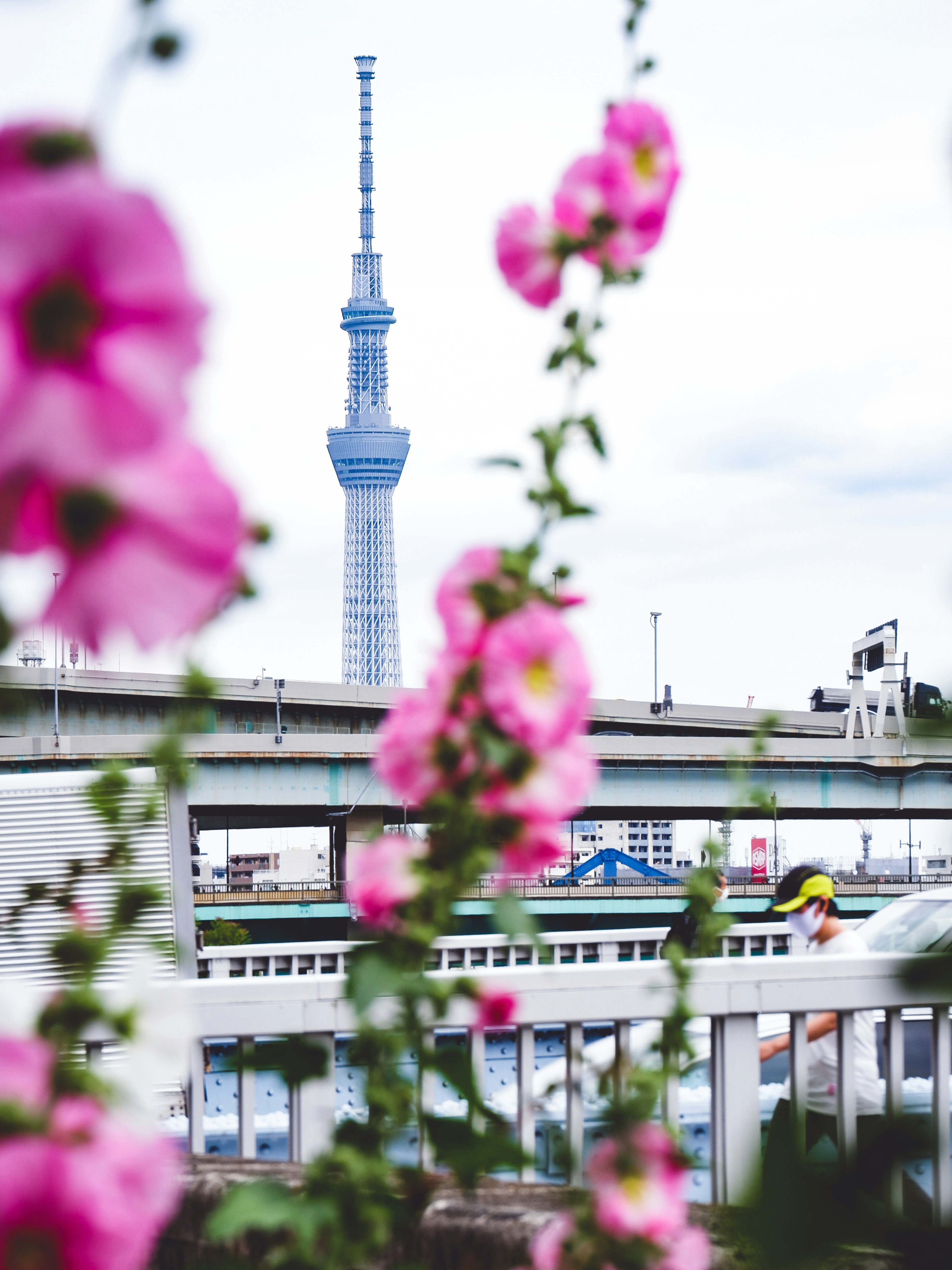 Skytree in Bloom: Tokyo's Tower Framed by Riverfront Blossoms