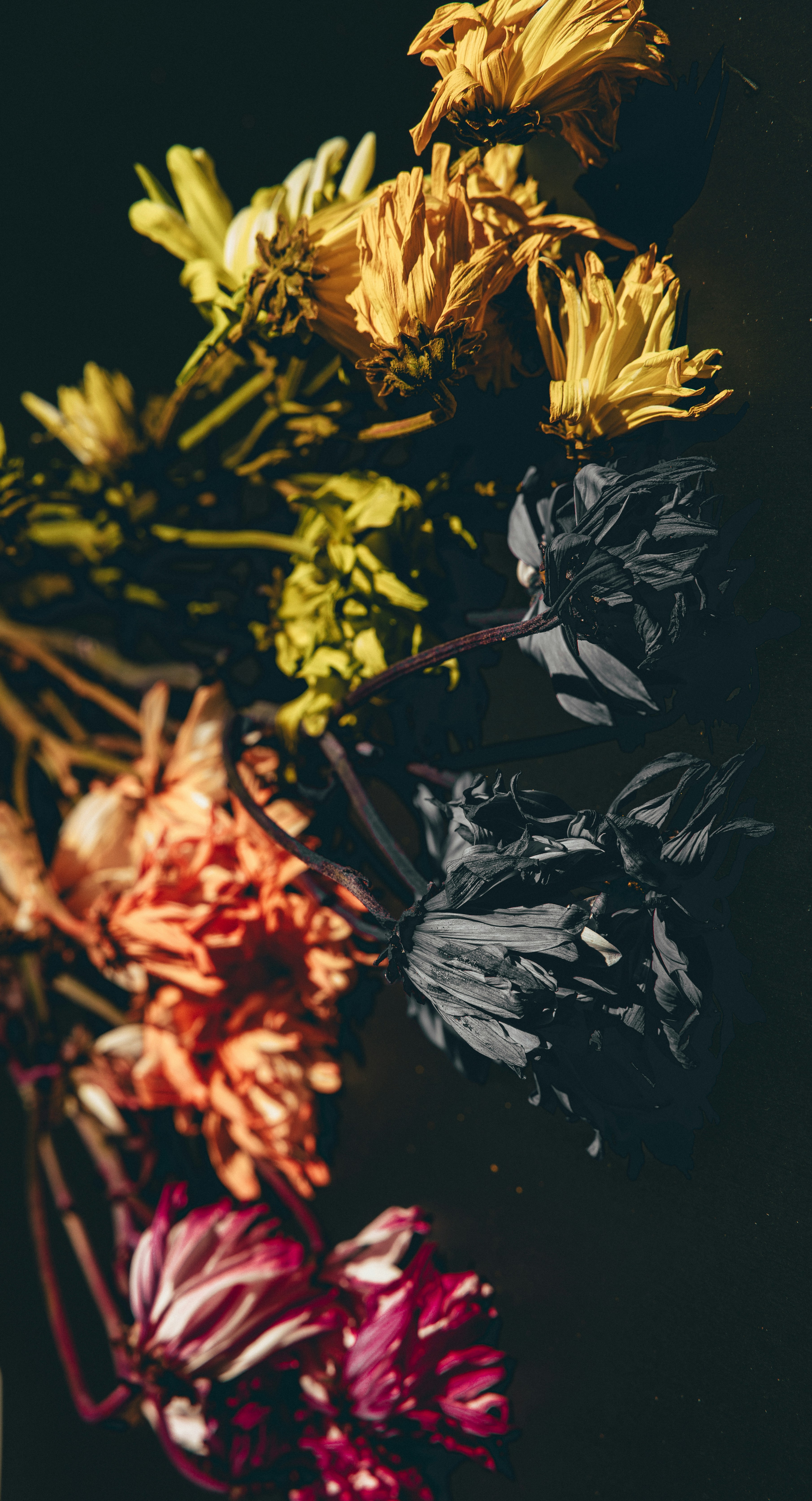 A vibrant arrangement of dried flowers in various shades, showcasing the beauty of decay against a dark backdrop.