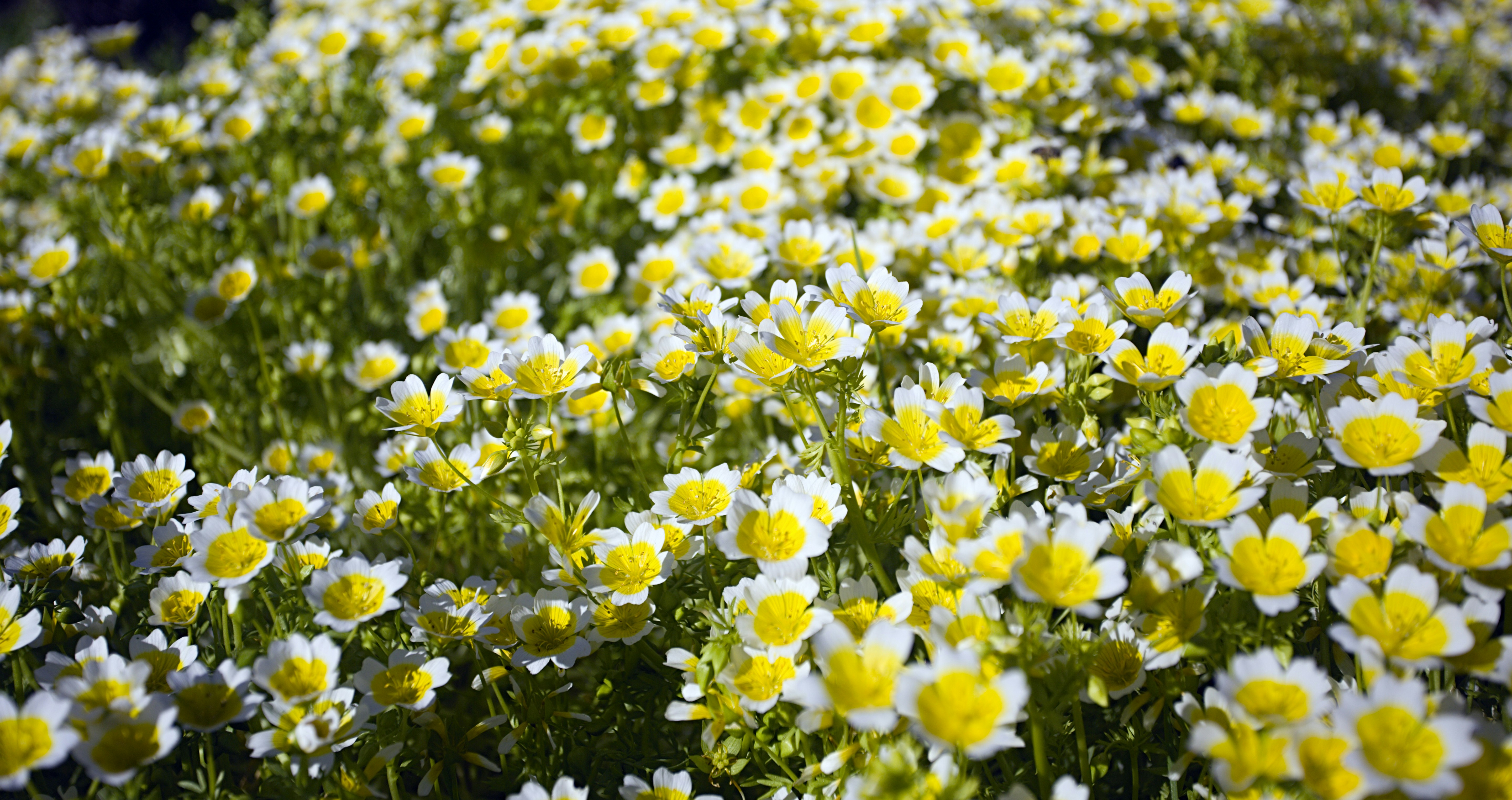 Sunlit Meadow of Golden-Centred Daisies