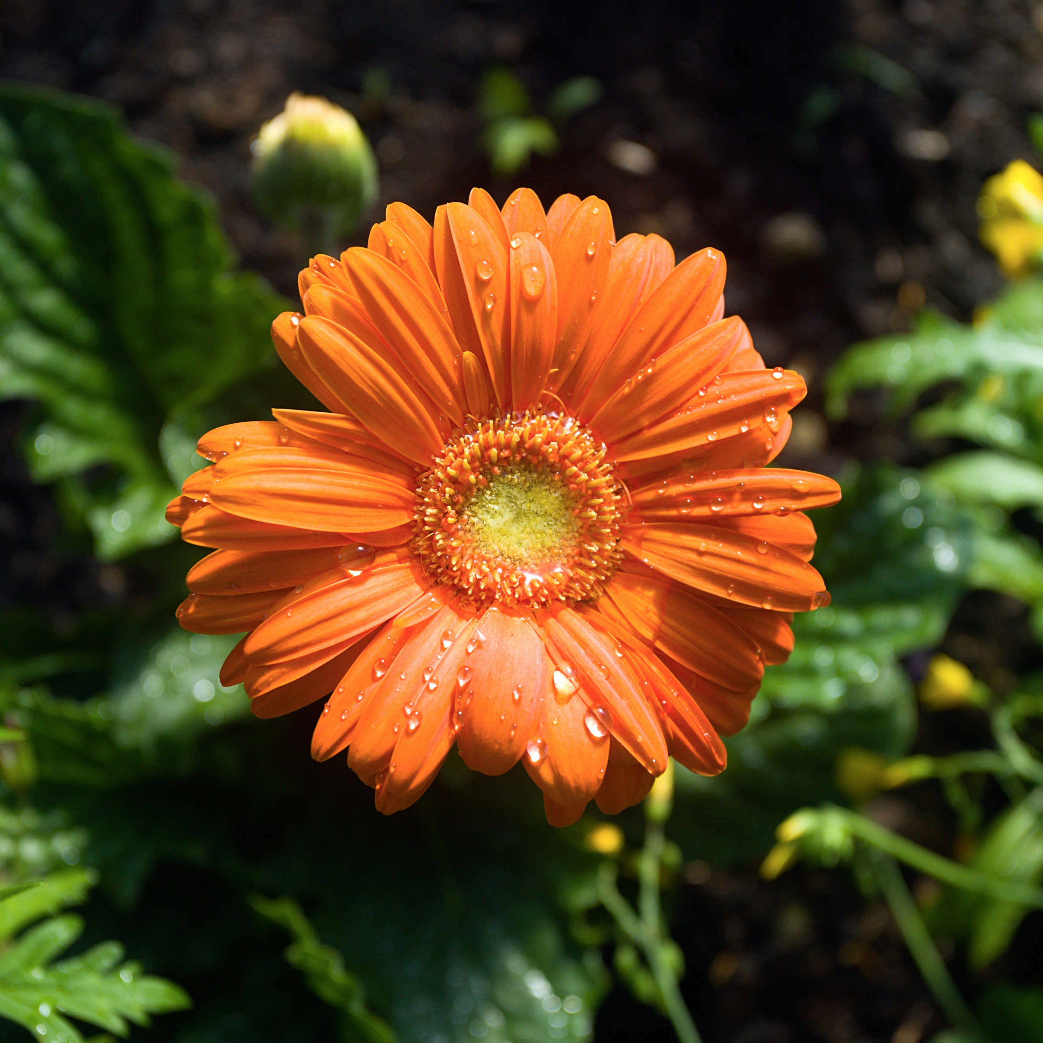 550+ Pretty Flowers Pictures | Download Free Images on Unsplash