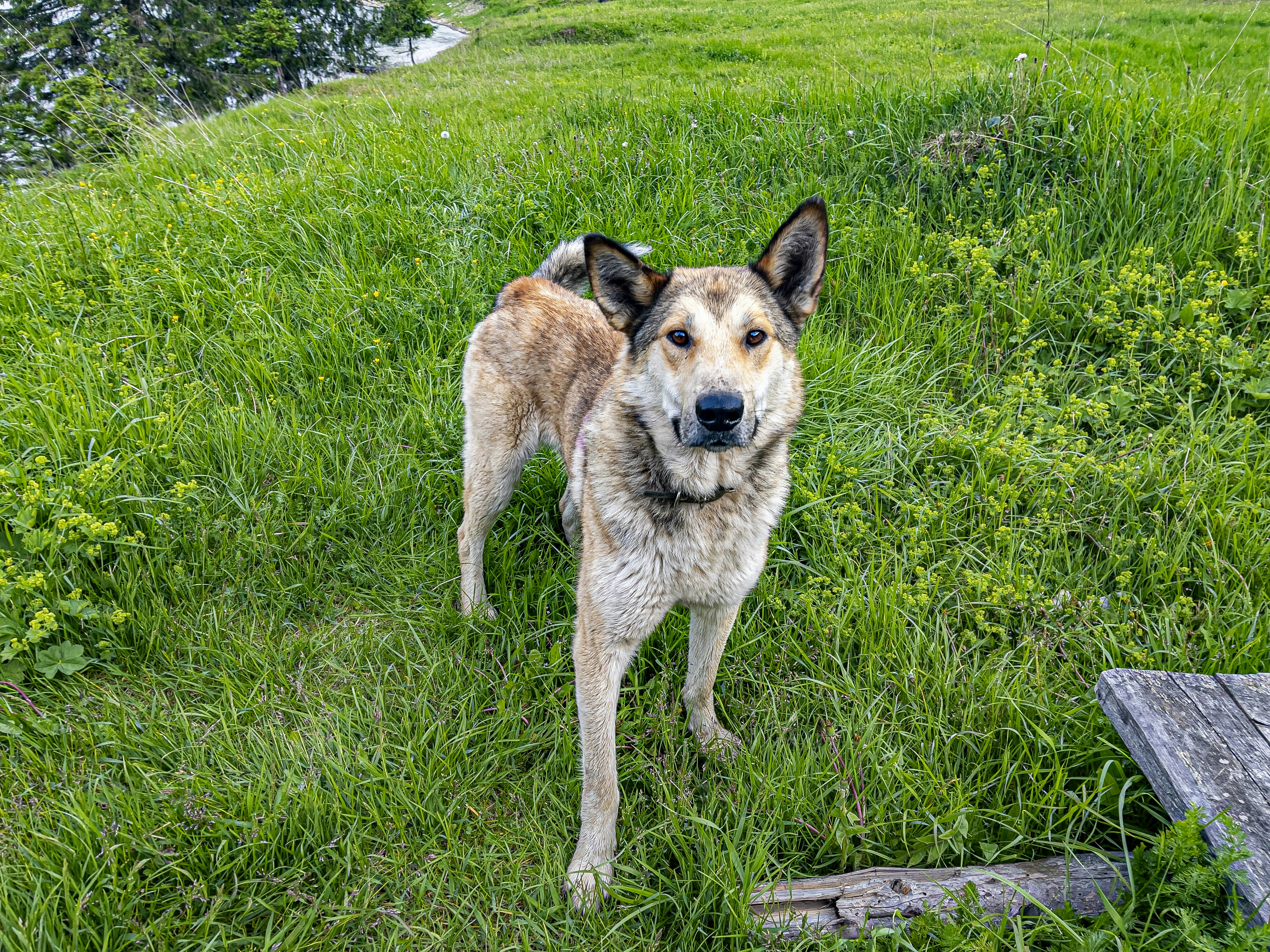 White German Shepherd Coyote Mix