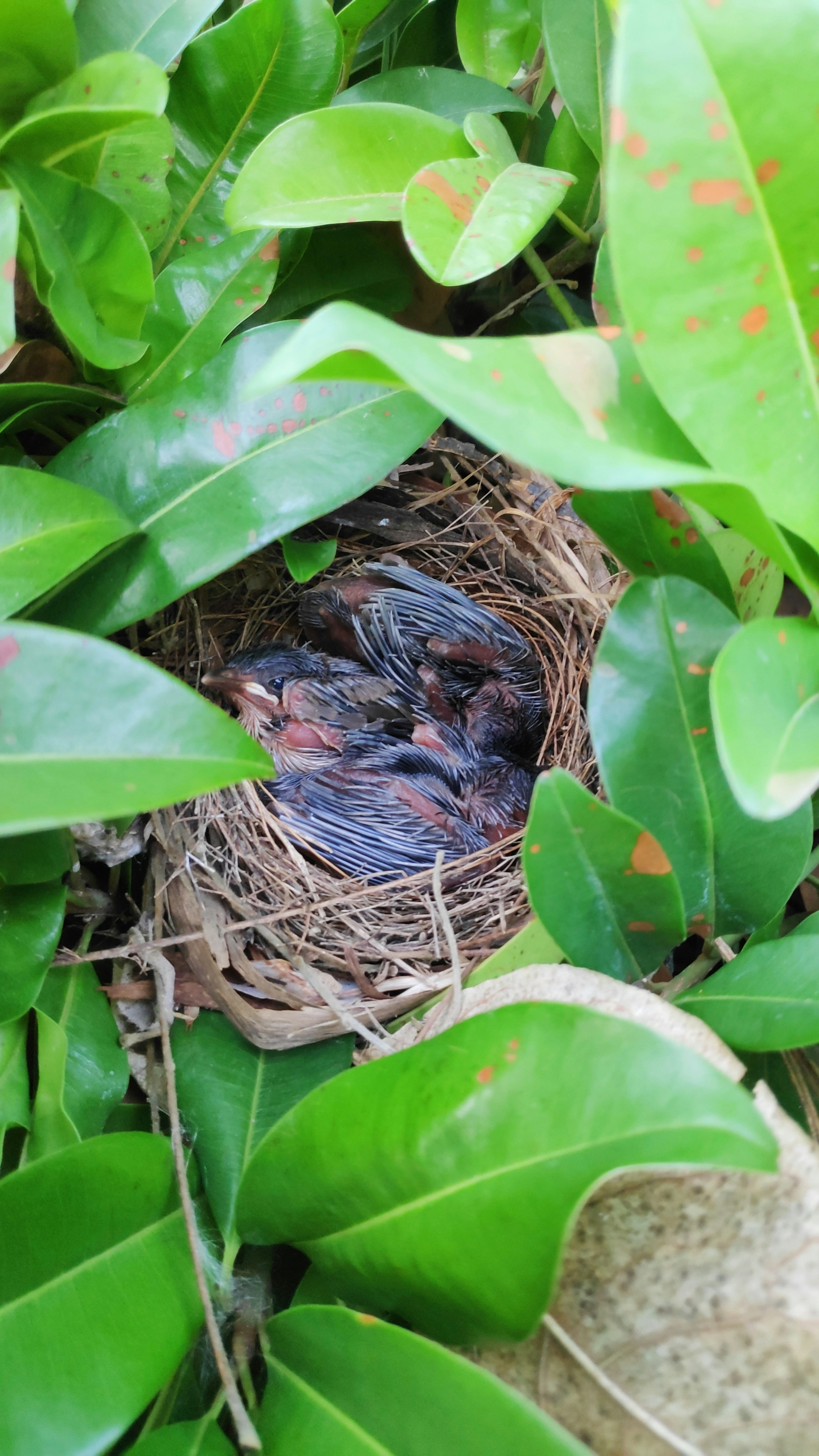Hidden Nestlings in a Leafy Veil