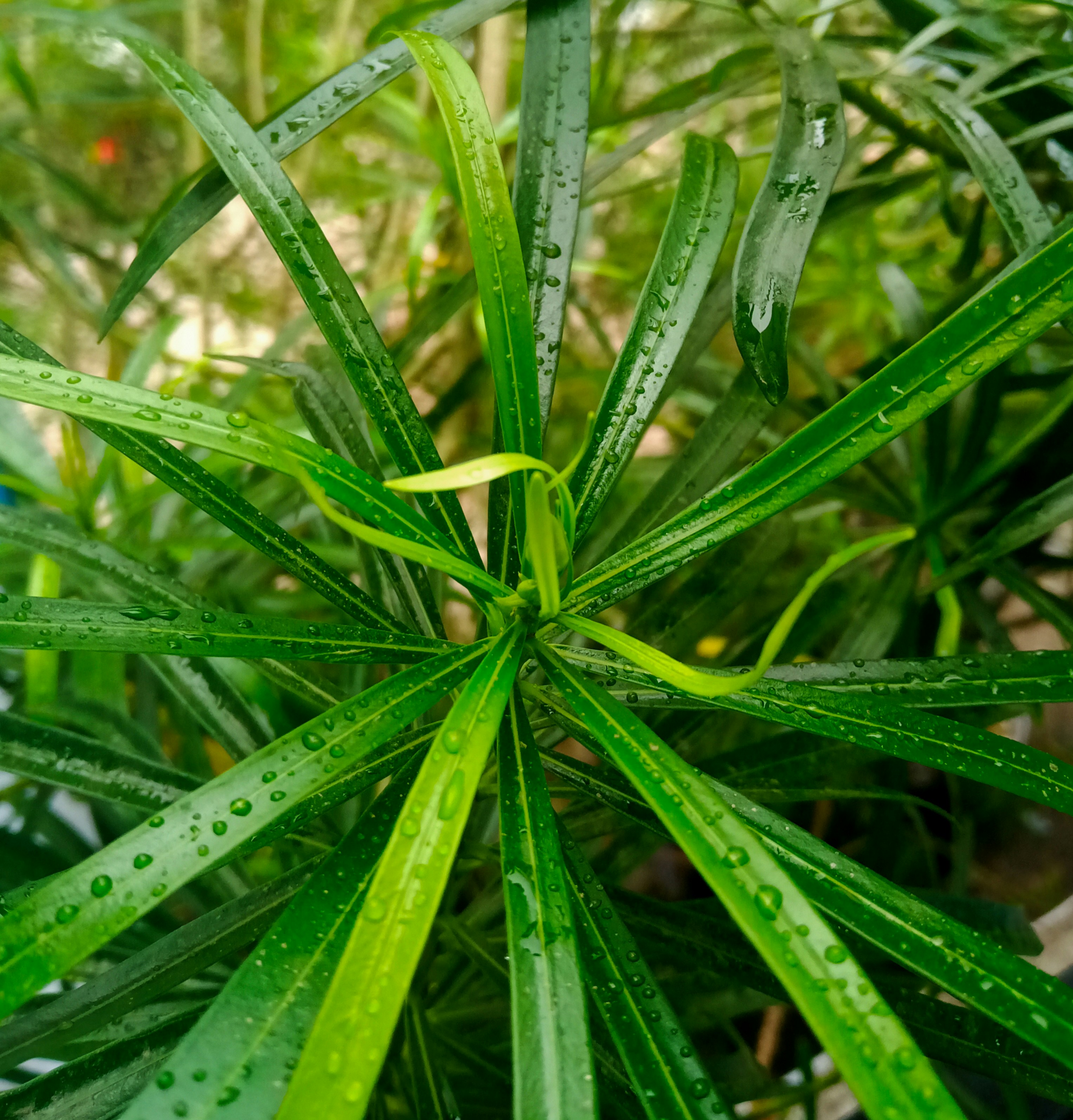 Close-up of vibrant green plant leaves adorned with droplets of water, showcasing the freshness of nature after a rain shower.