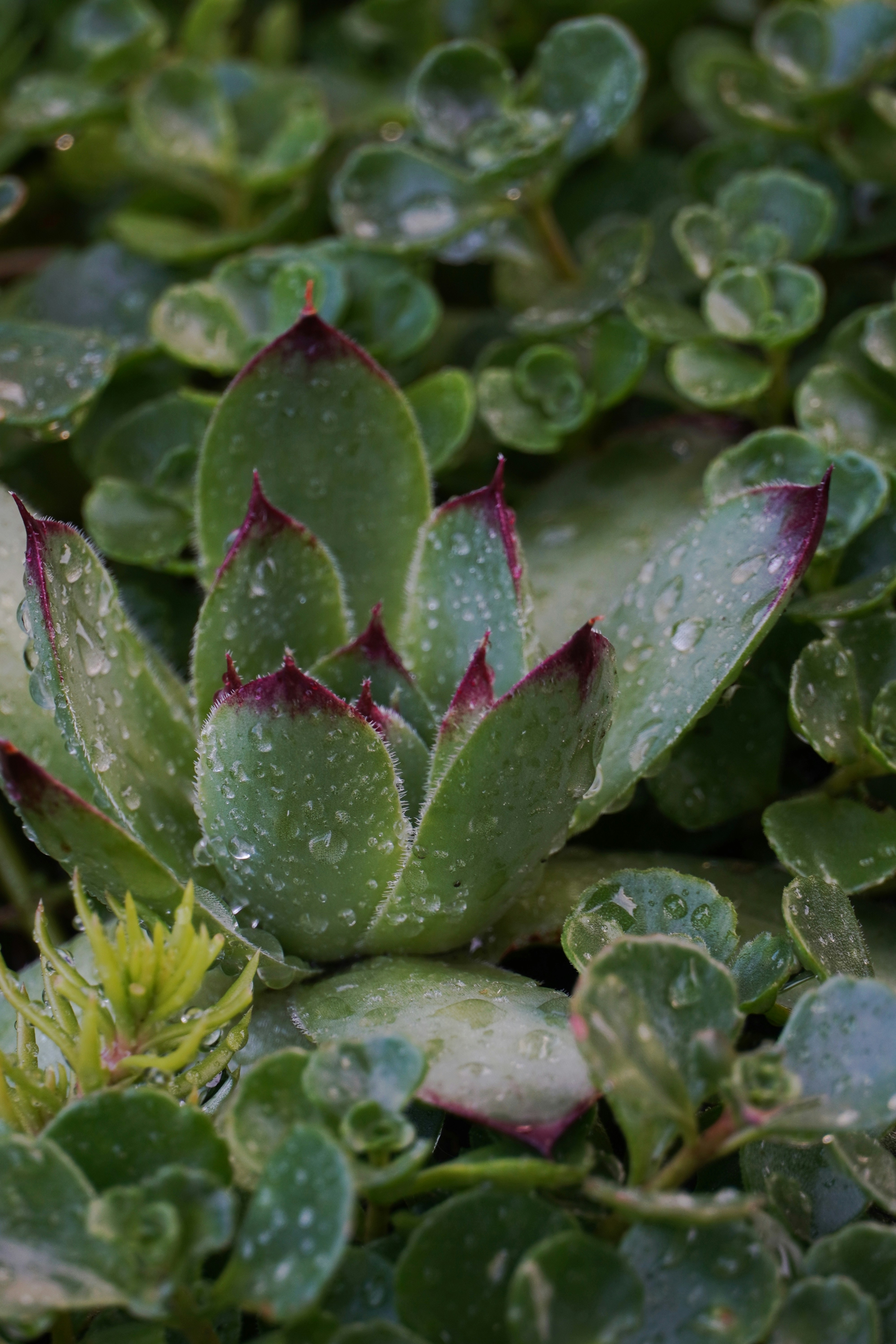 a close up of a plant with water drops on it