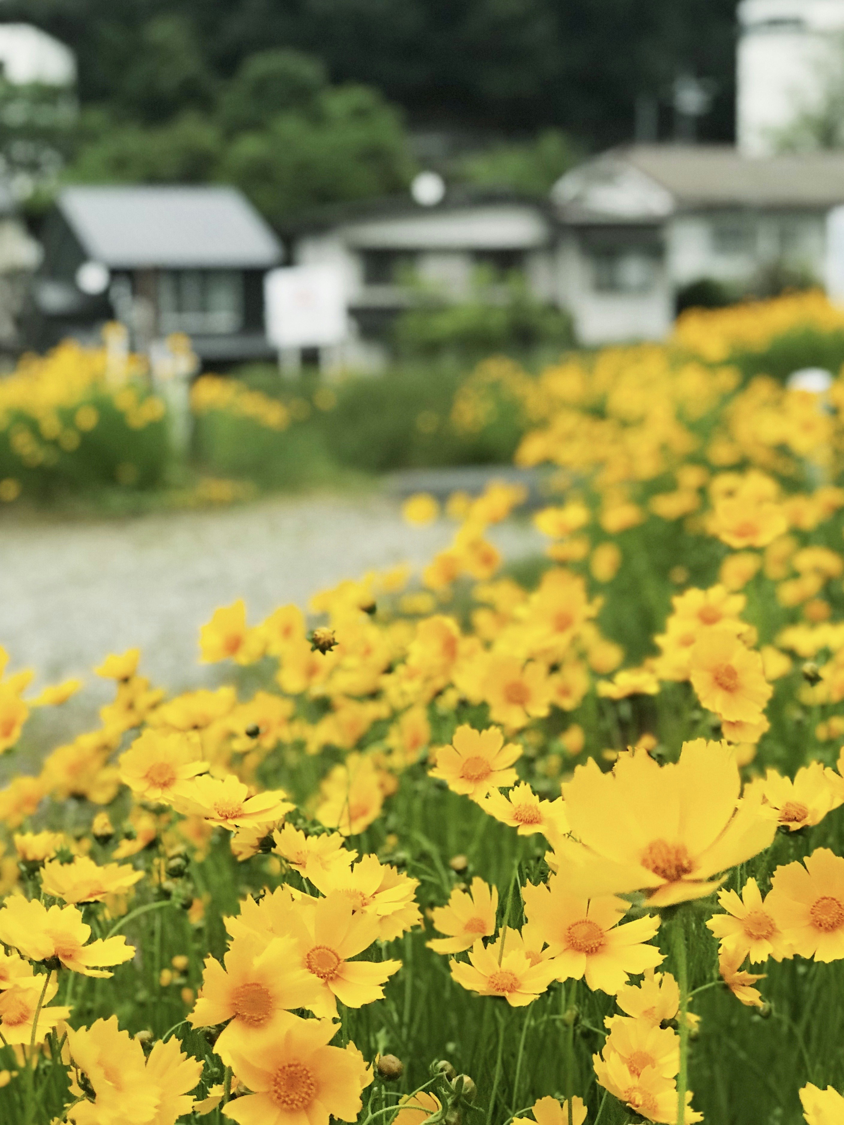 a field of yellow flowers with houses in the background