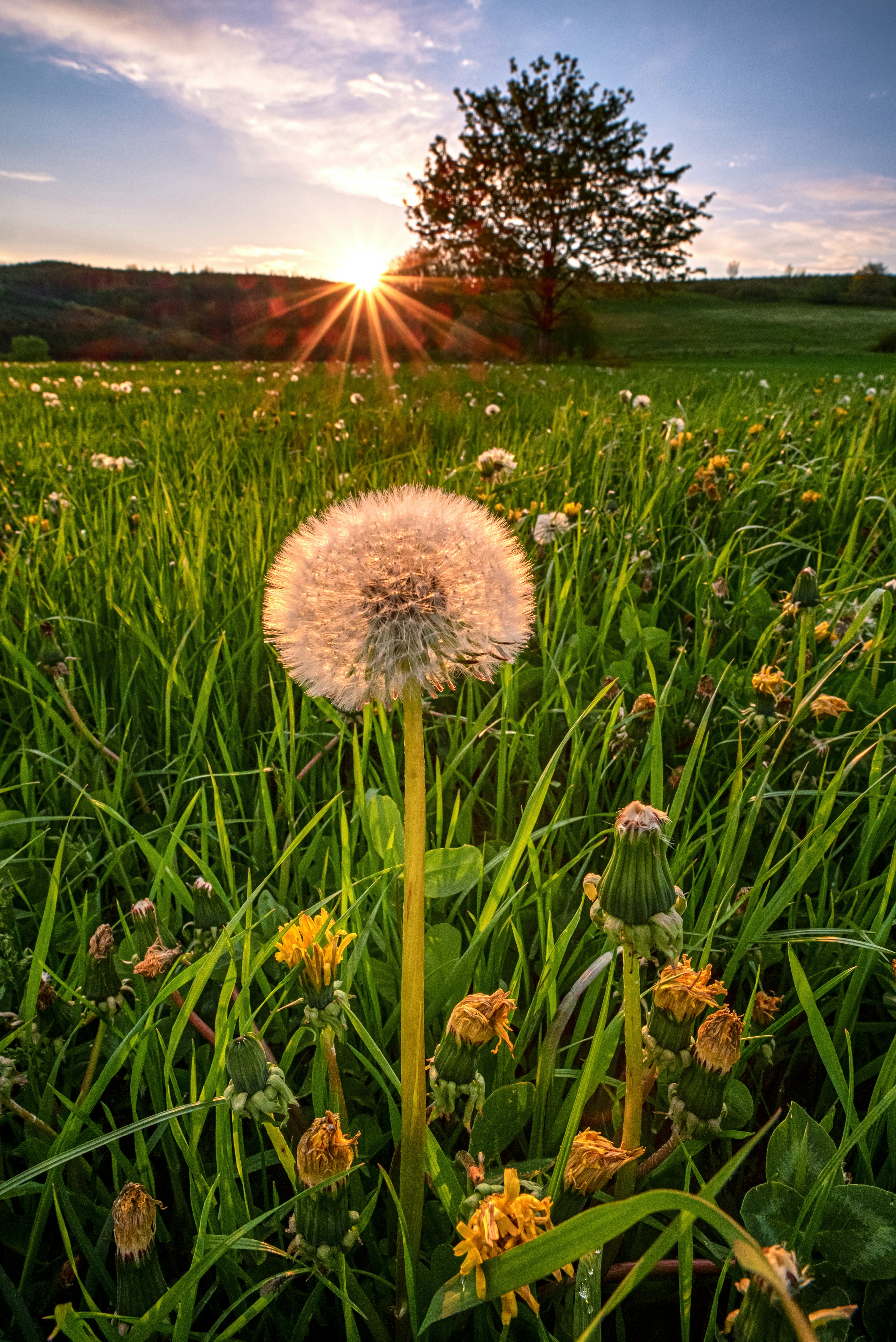 Dandelion in Sunset's Spotlight: A Meadow Portrait