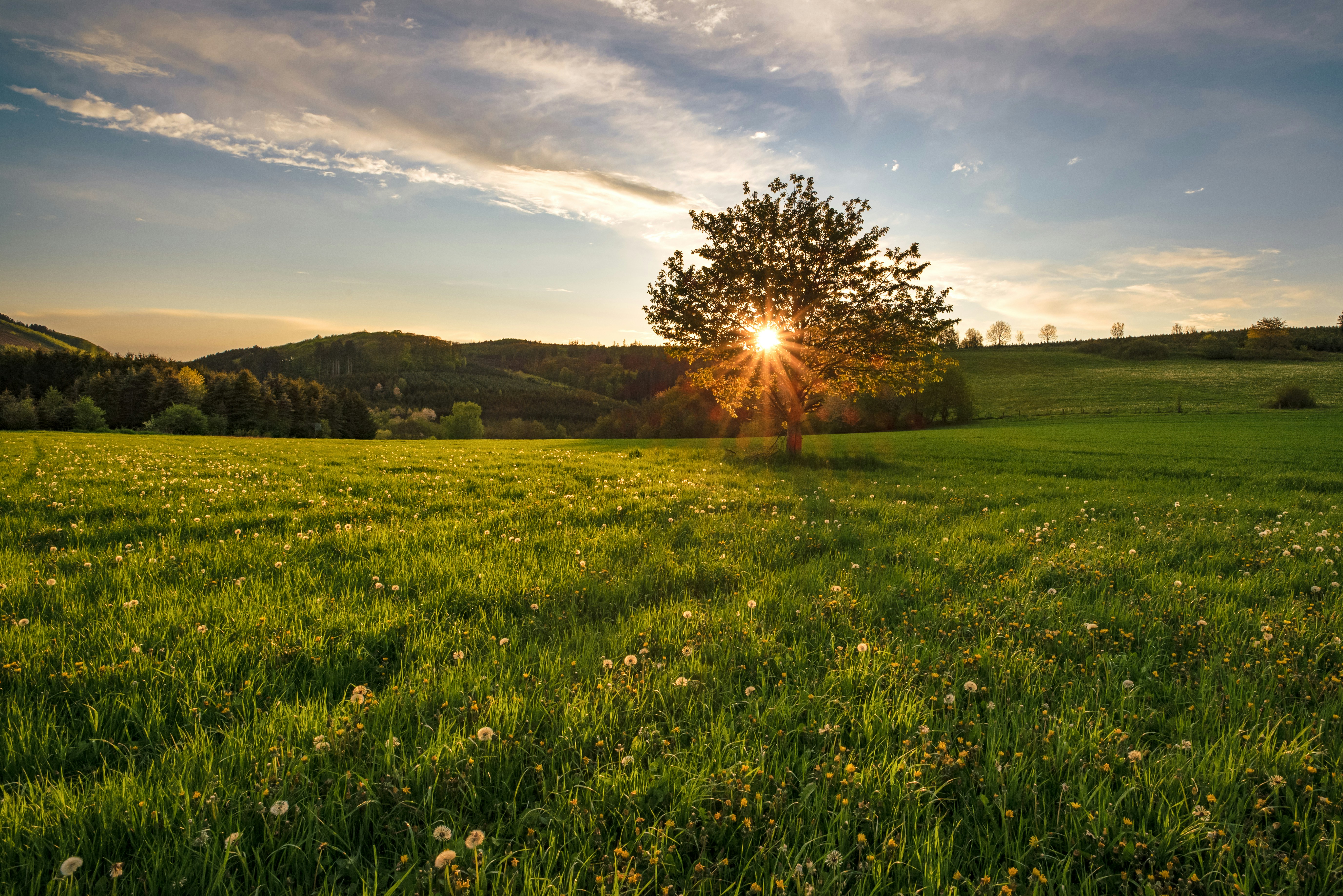 Un champ avec un arbre au milieu photo – Image gratuite de Paysage sur ...