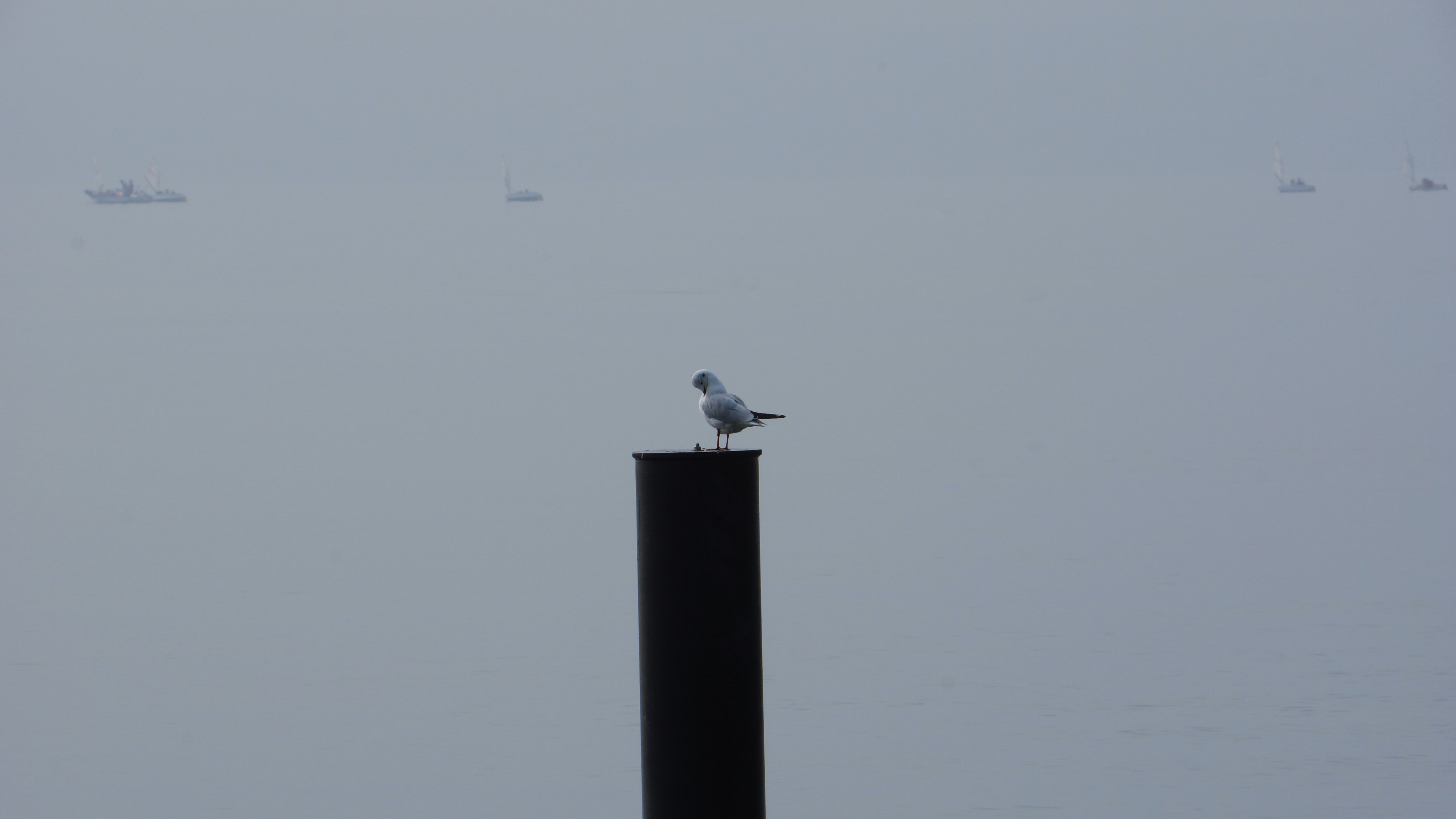 Mist-veiled Seagull on a Lone Pier Post