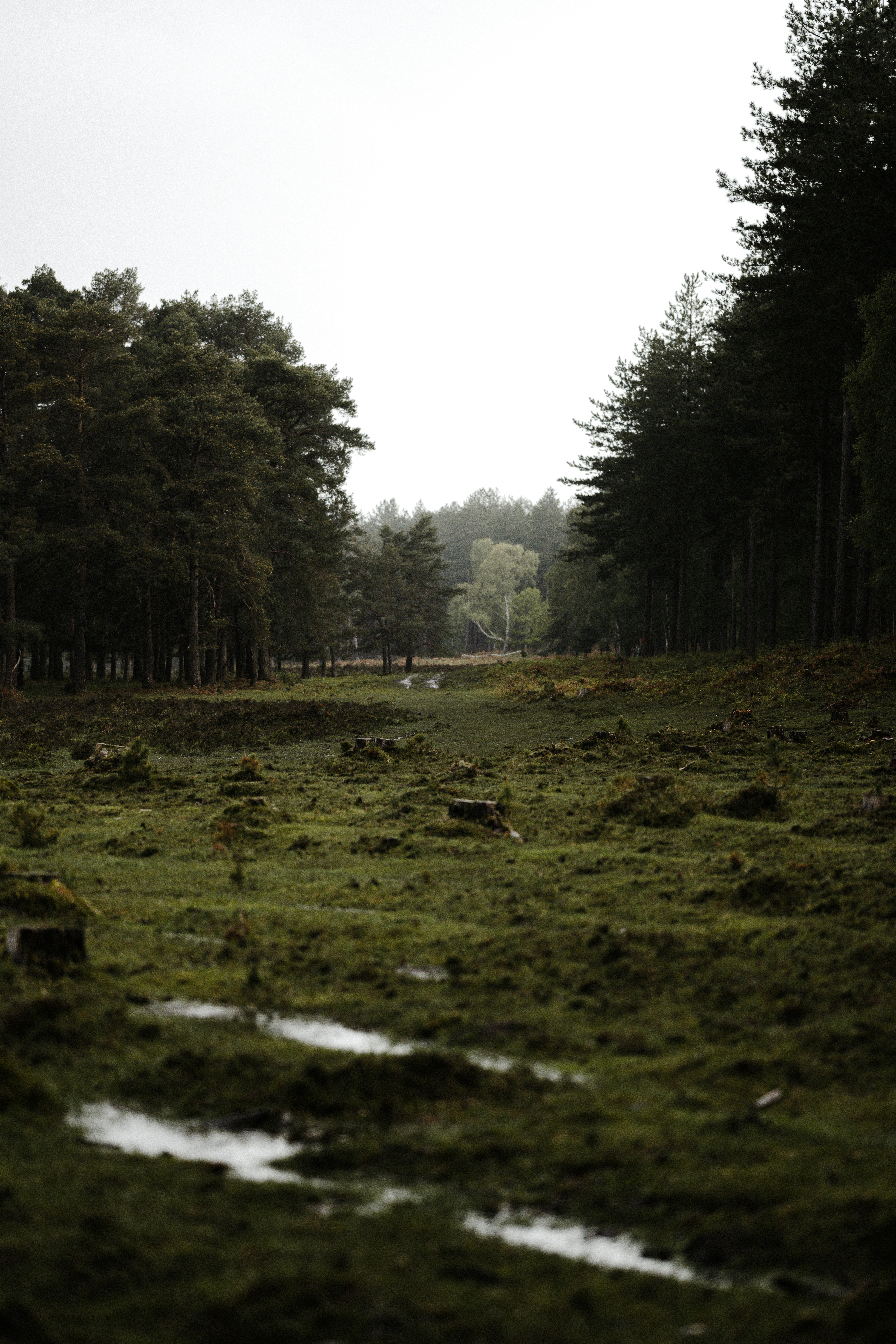 Distant Corridor: Moss-Covered Path Between Pine Avenues