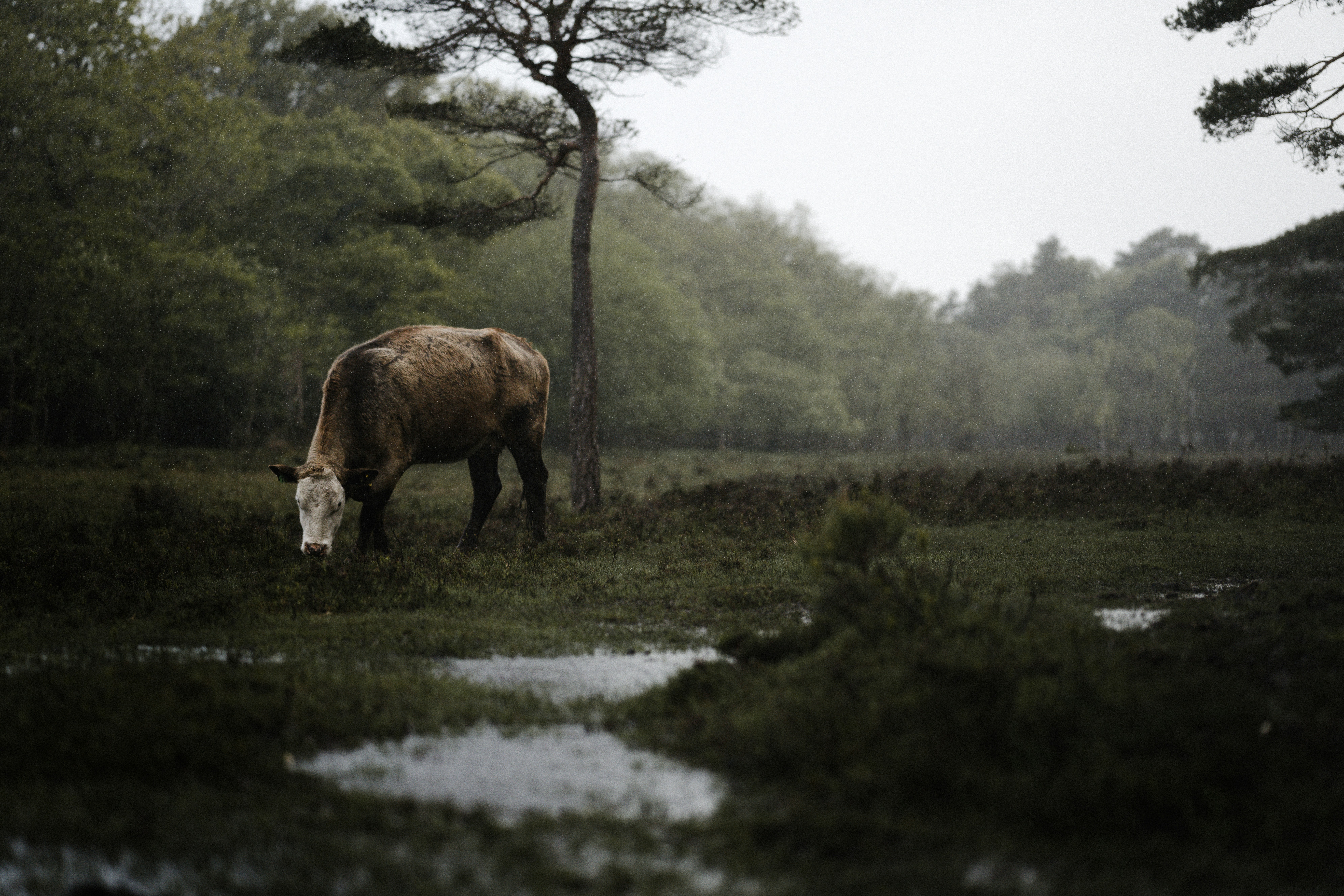 a cow grazing in a field next to a tree