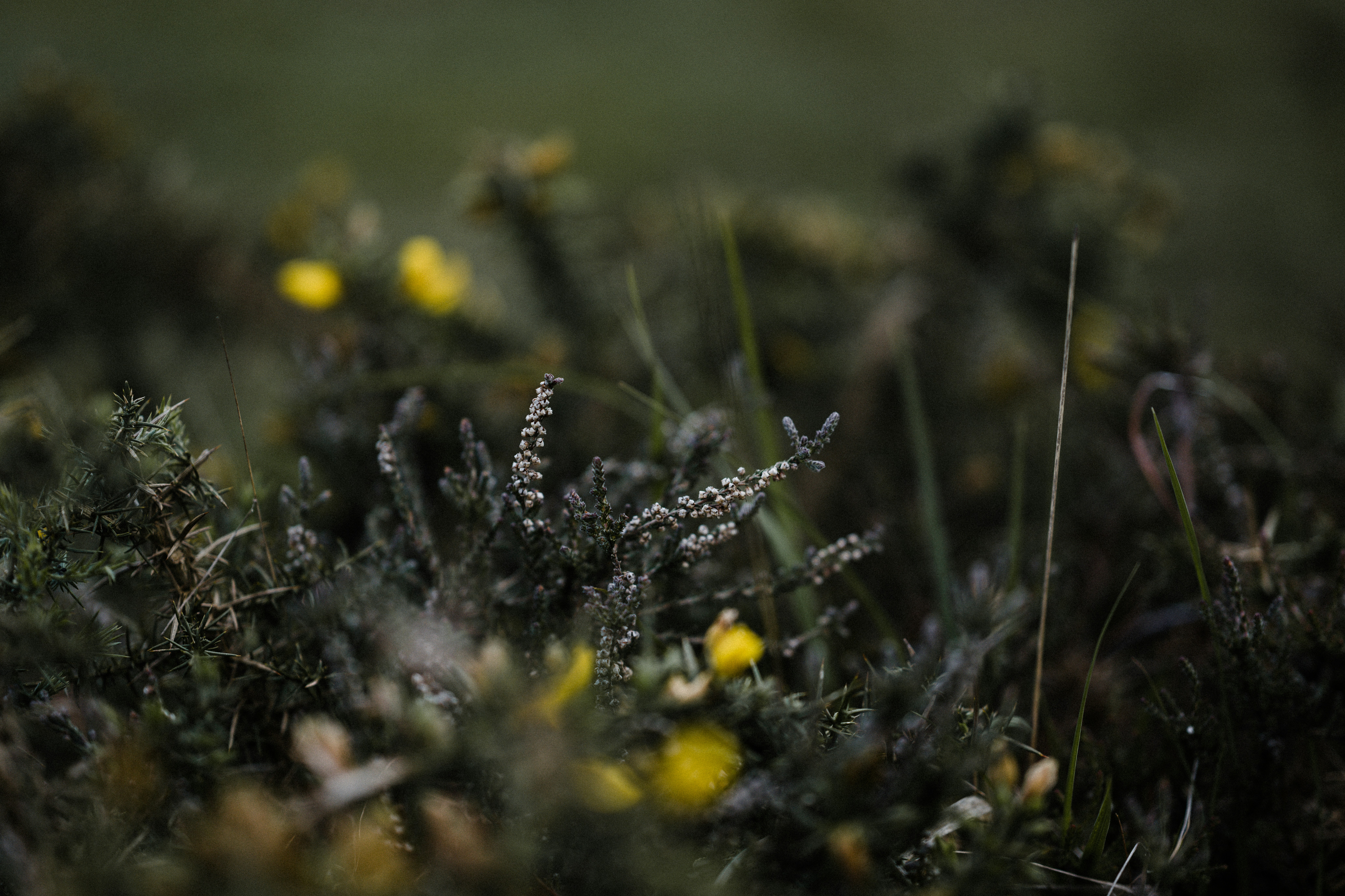 a close up of some grass and yellow flowers