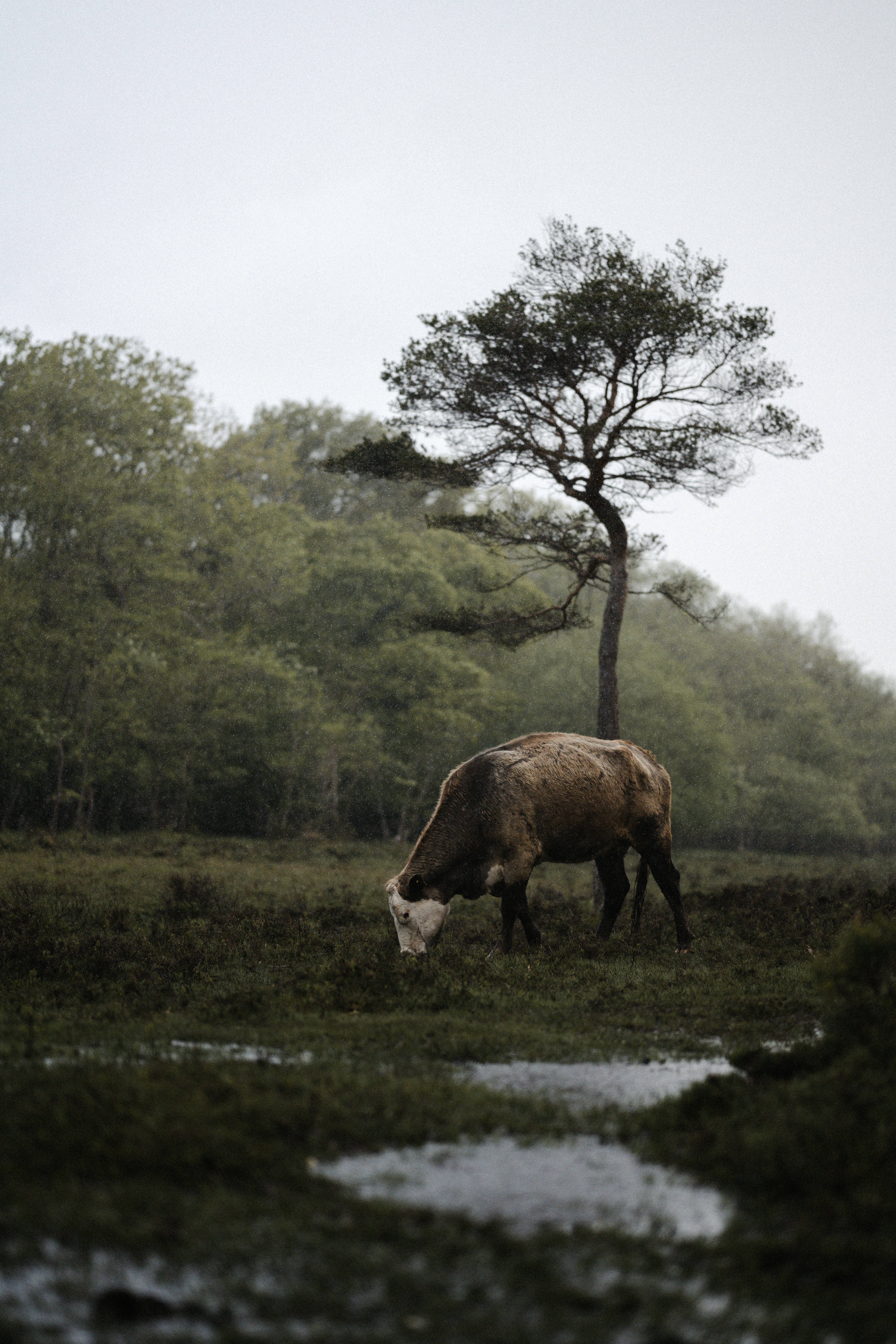 Mist-Washed Moor: A Lone Bison Beneath a Windswept Tree