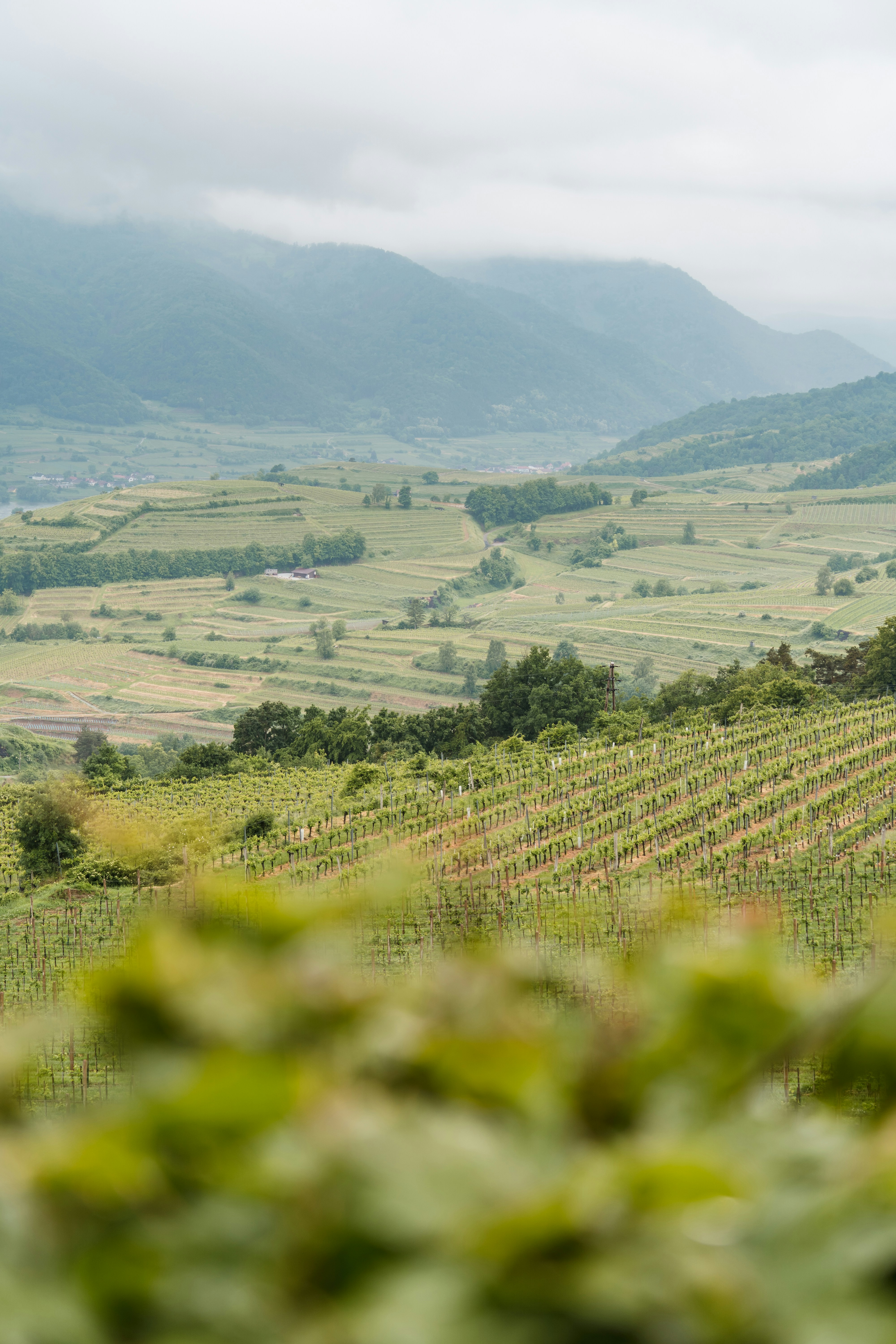 Terraced Vines Under a Quiet Mist Over the Valley