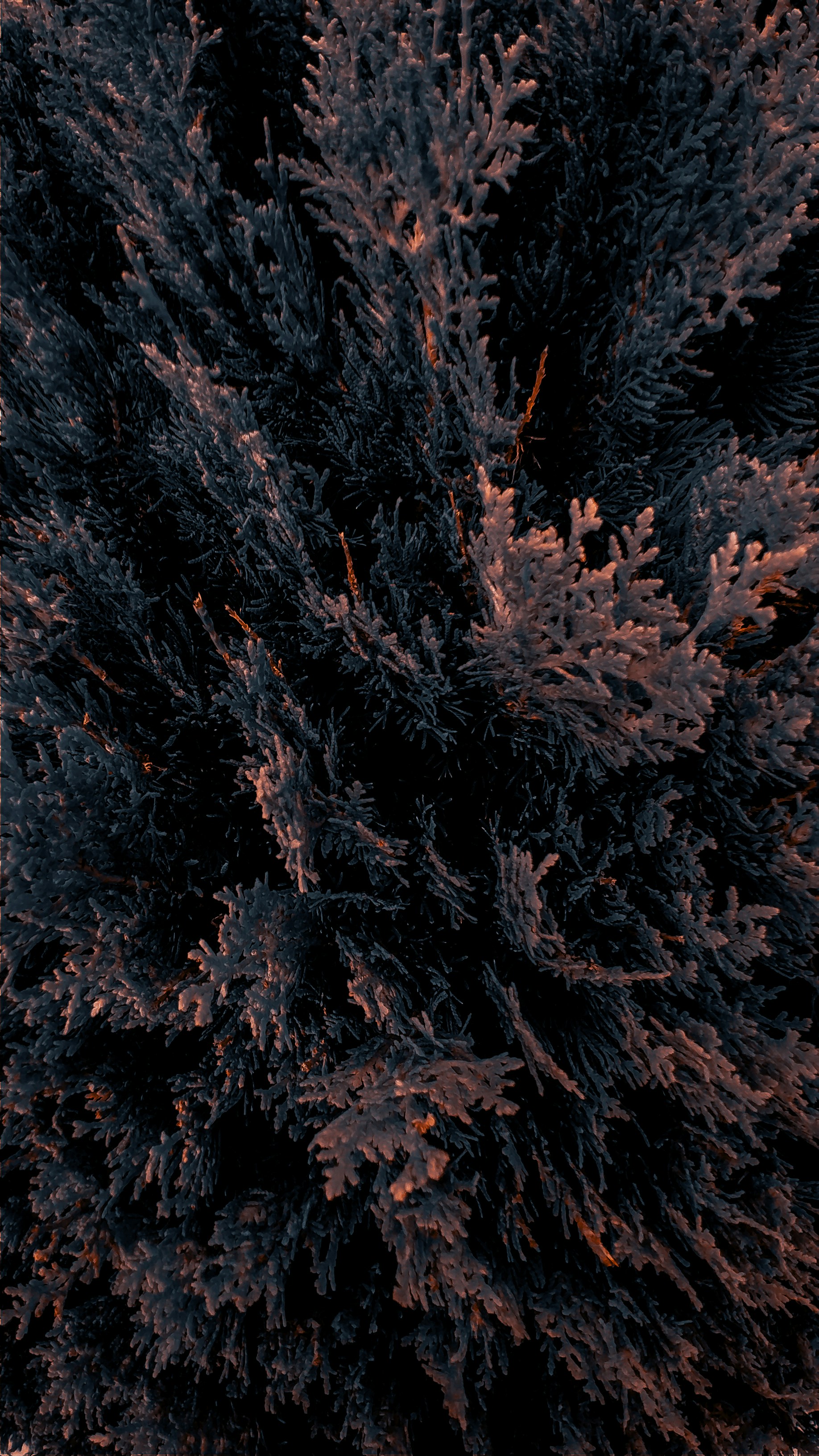 Micro Nature Pictures | Download Free Images on Unsplash