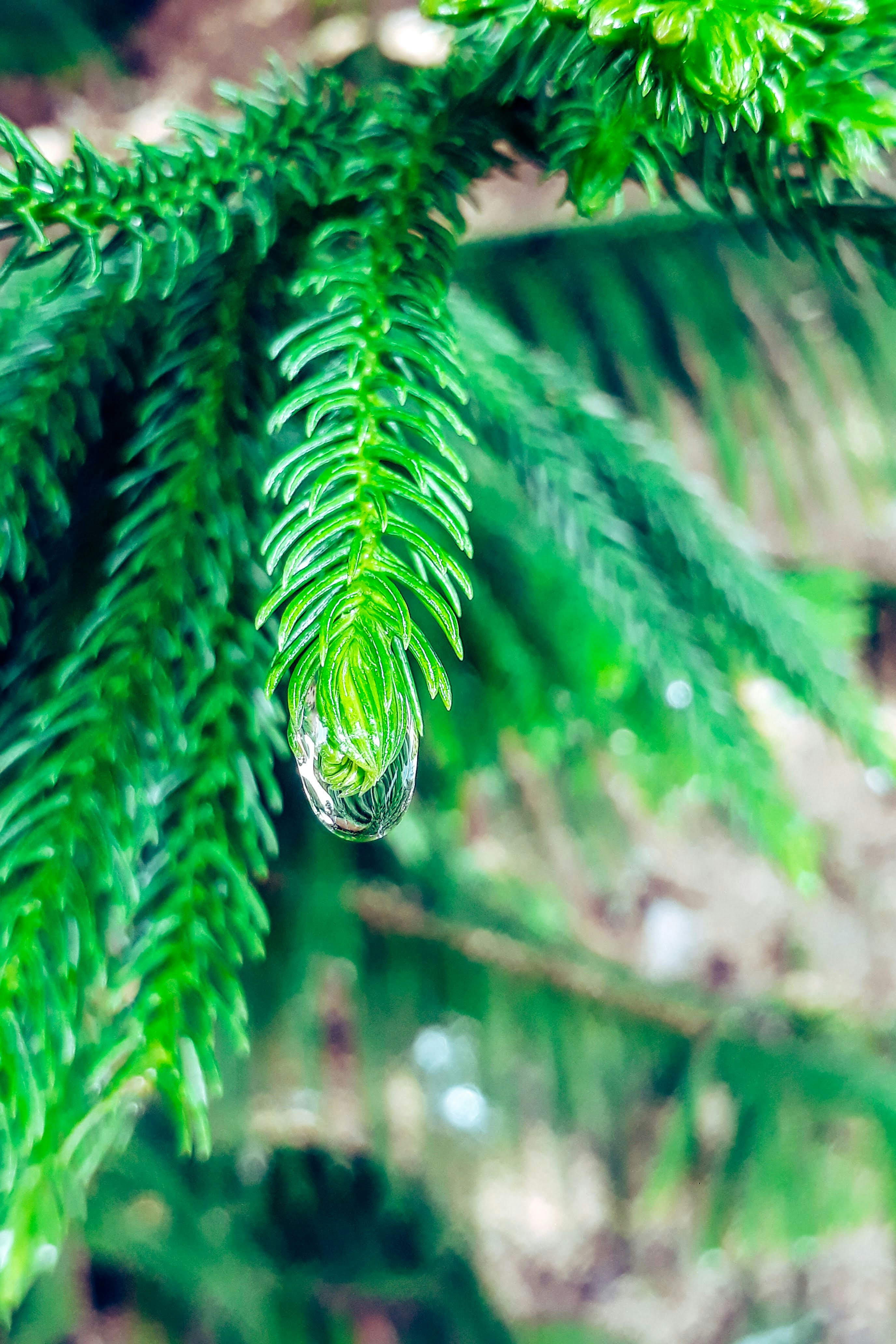 Close-up of a vibrant pine needle with a single water droplet clinging to its tip, against a softly blurred green background.