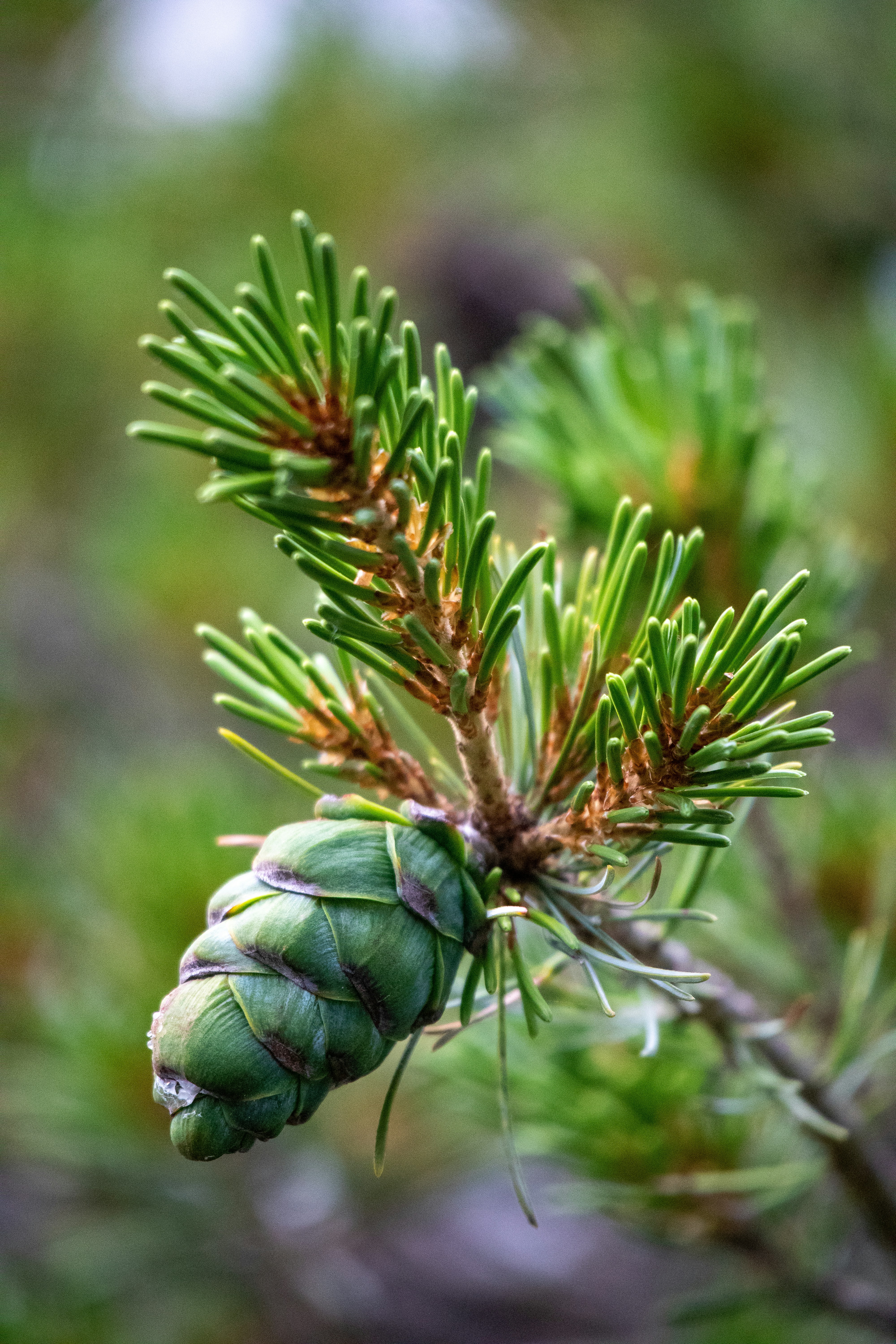 Emerging Pine Cone: A Close-Up of New Growth on a Spruce Branch