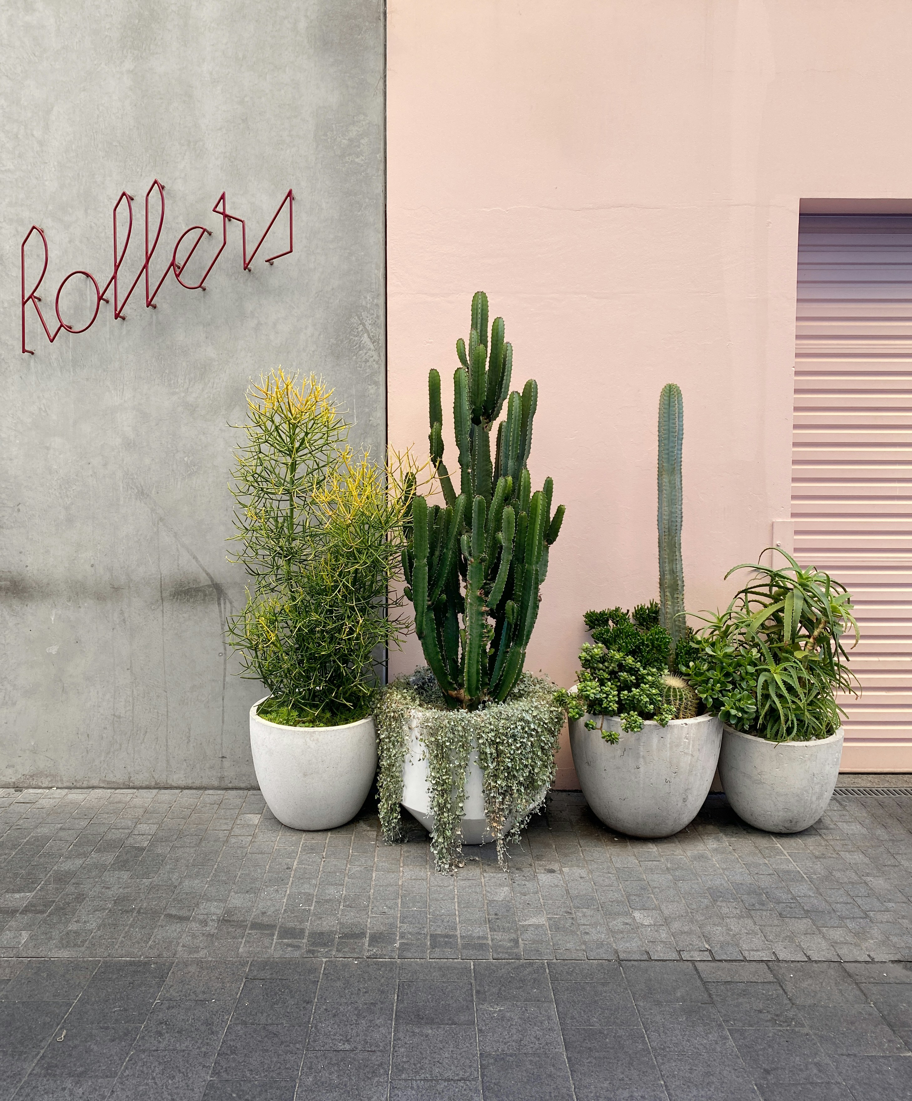 Urban Oasis: Pots, Cacti, and Soft Pink Wall
