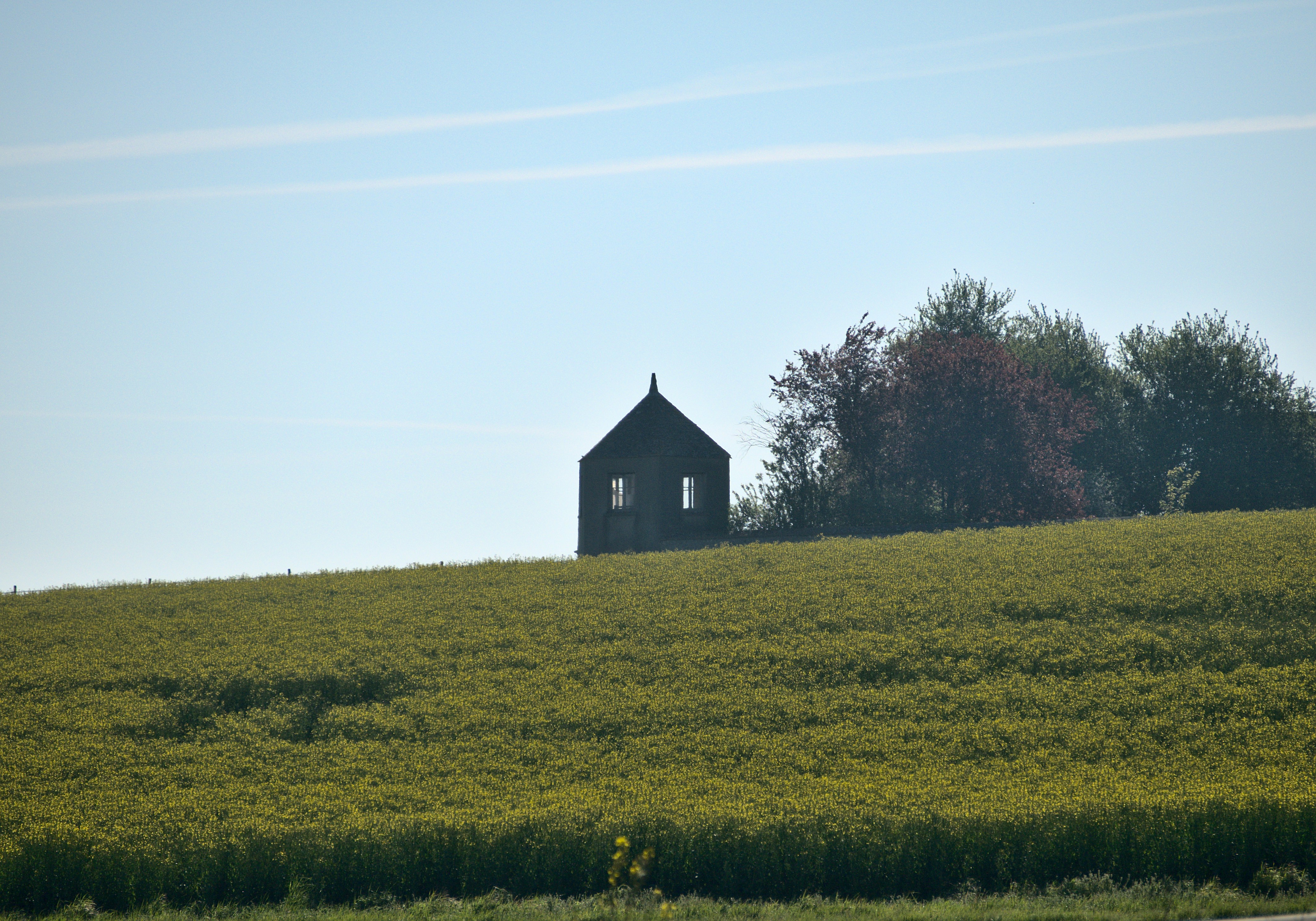 Abandoned structure silhouetted against a vibrant yellow field under a clear sky.