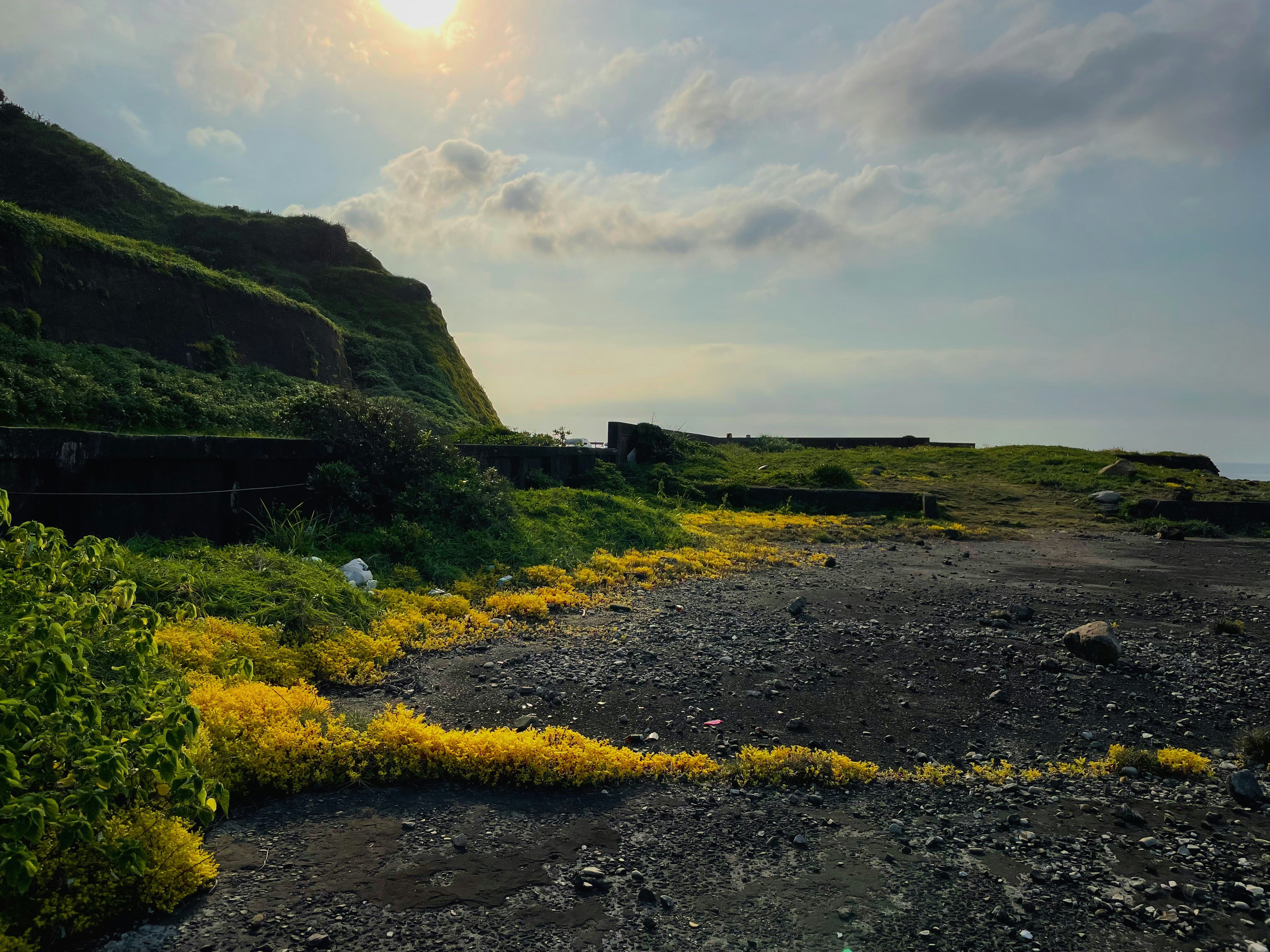Sunlit coastal path: yellow blooms along a rugged shoreline