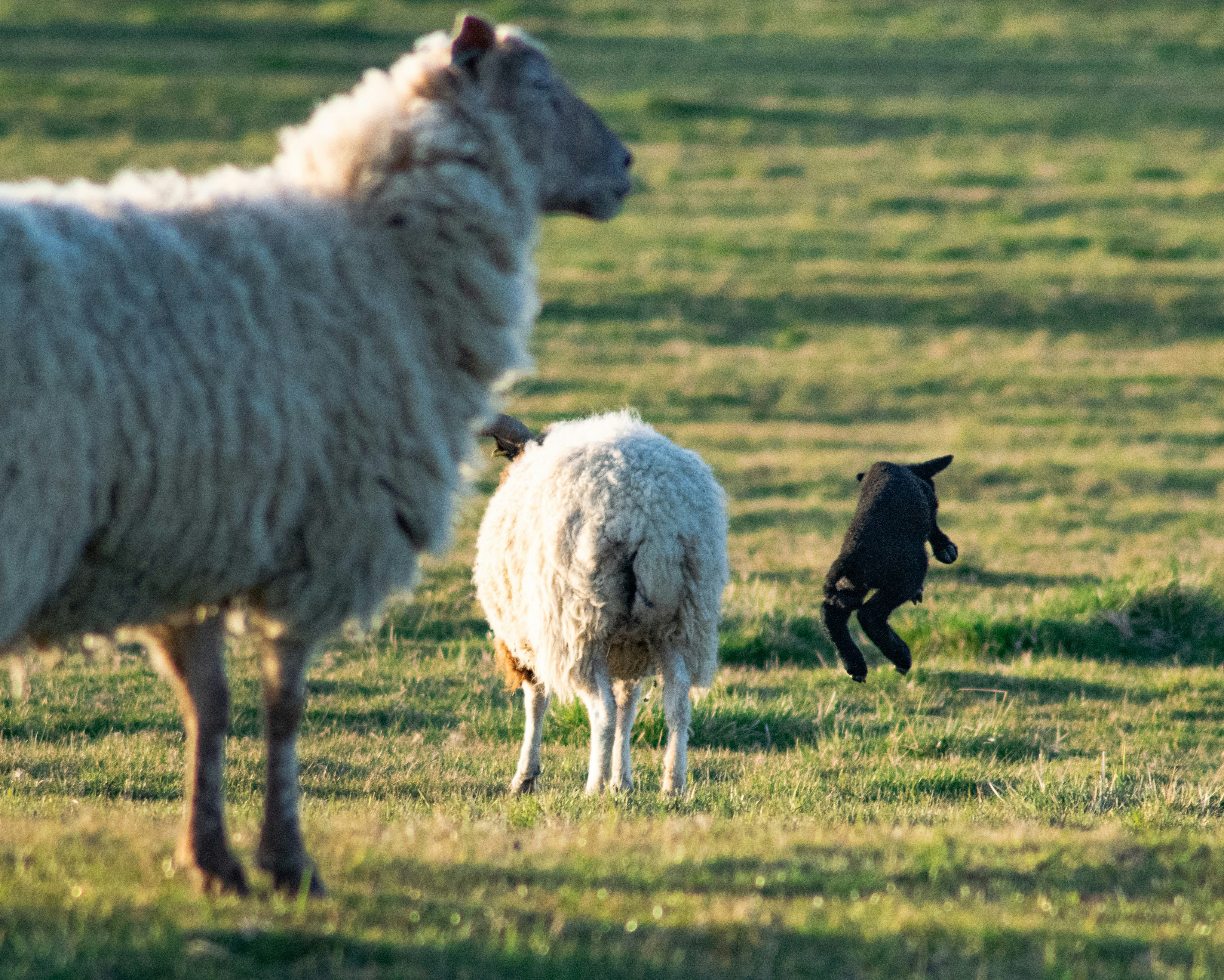 A dog chasing two sheep in a field photo – Free Sheep Image on Unsplash