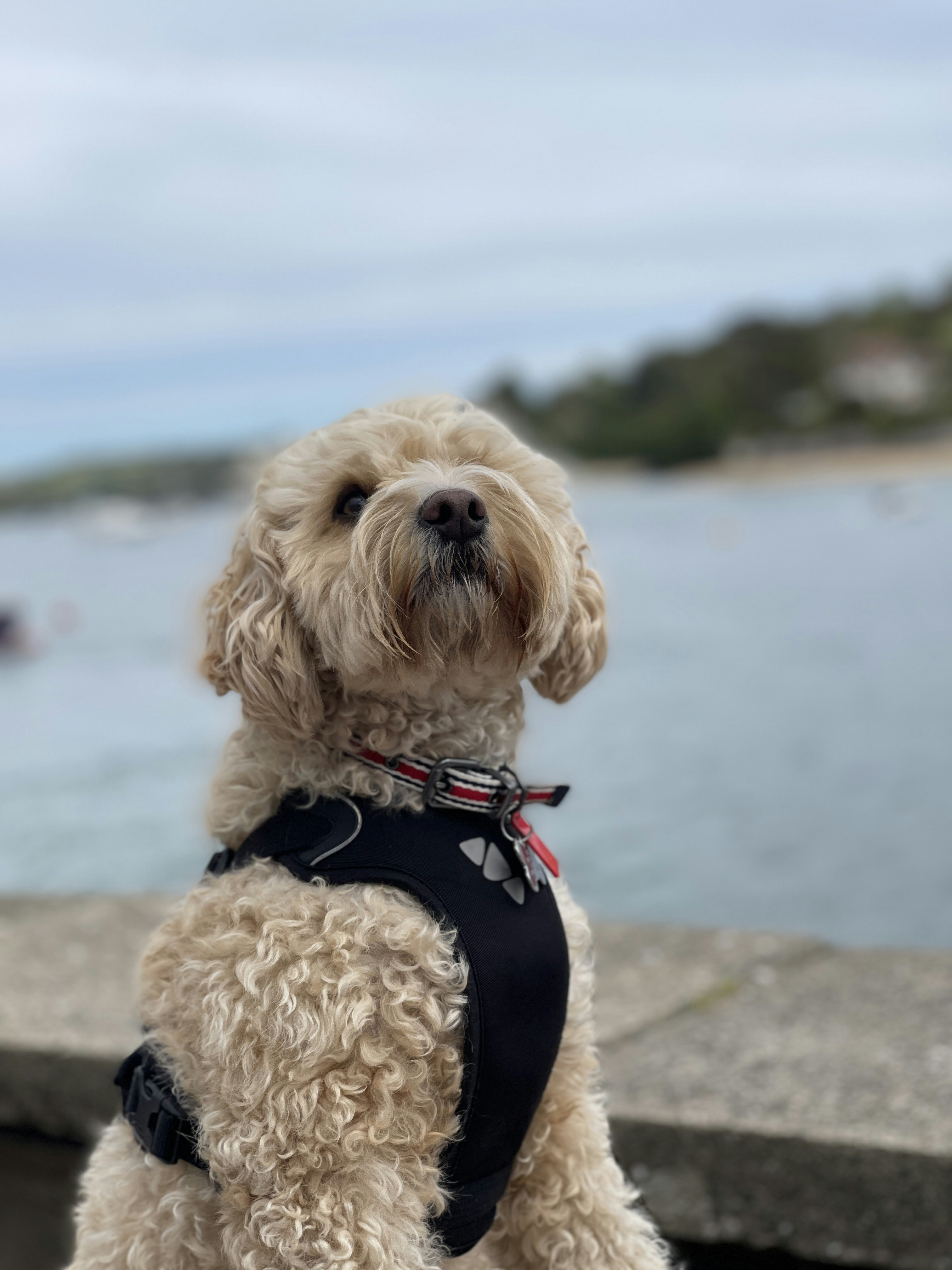 A fluffy dog in a harness gazes thoughtfully at the water, with a blurred coastal background suggesting a serene day by the sea.