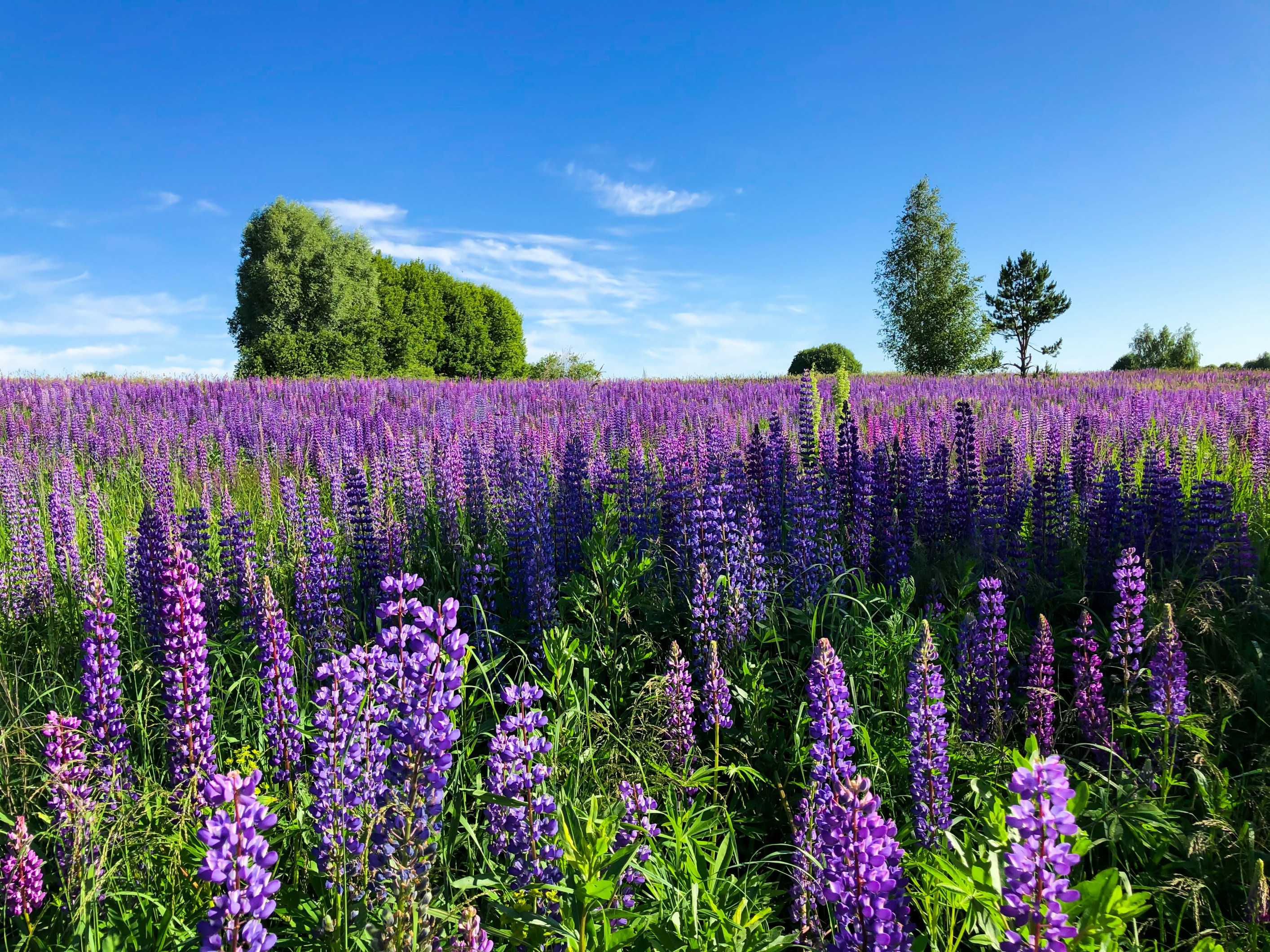 Un champ plein de fleurs violettes sous un ciel bleu photo – Photo ...