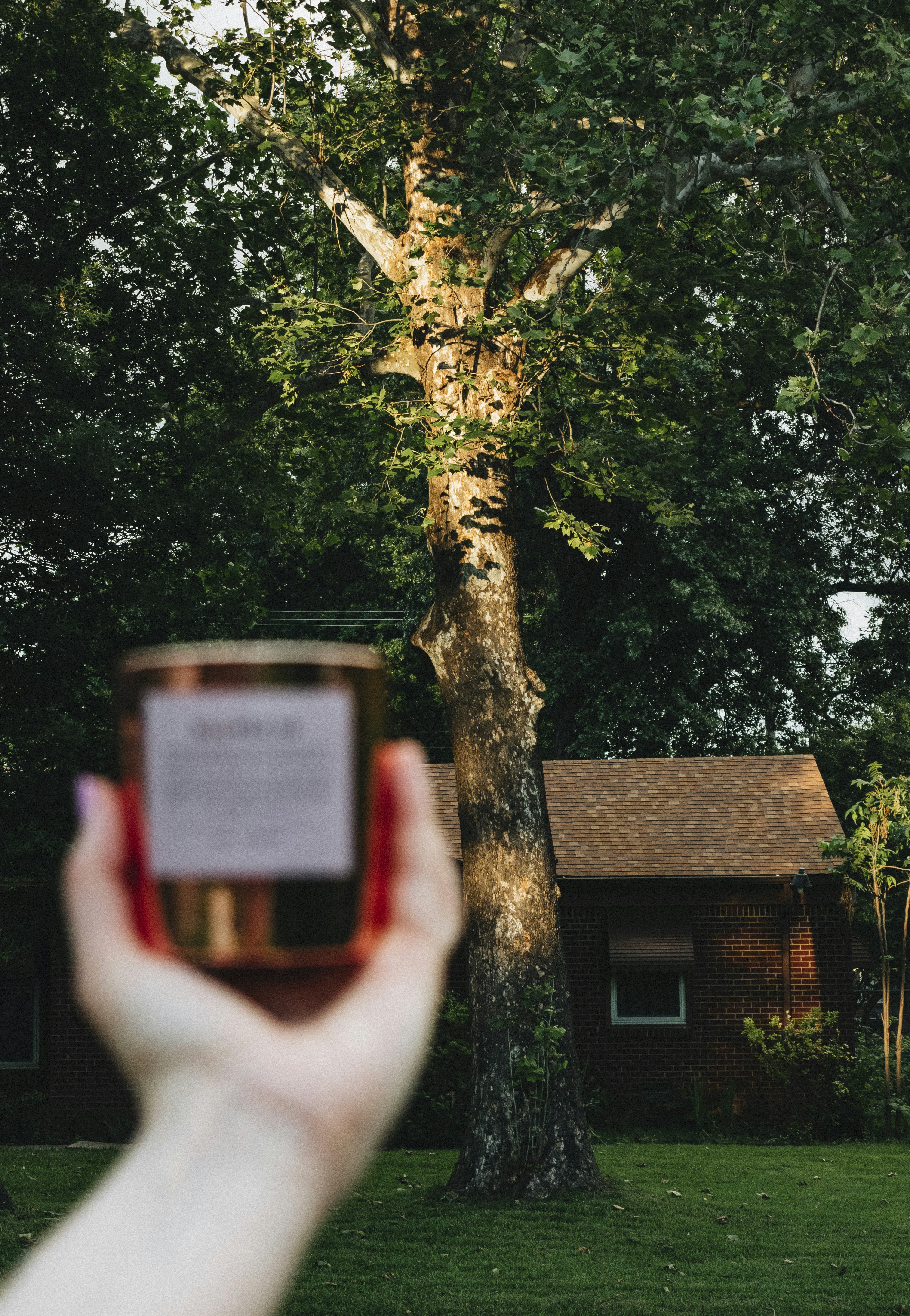 Trunk in Focus, Jar in the Foreground: A Quiet Suburban Moment