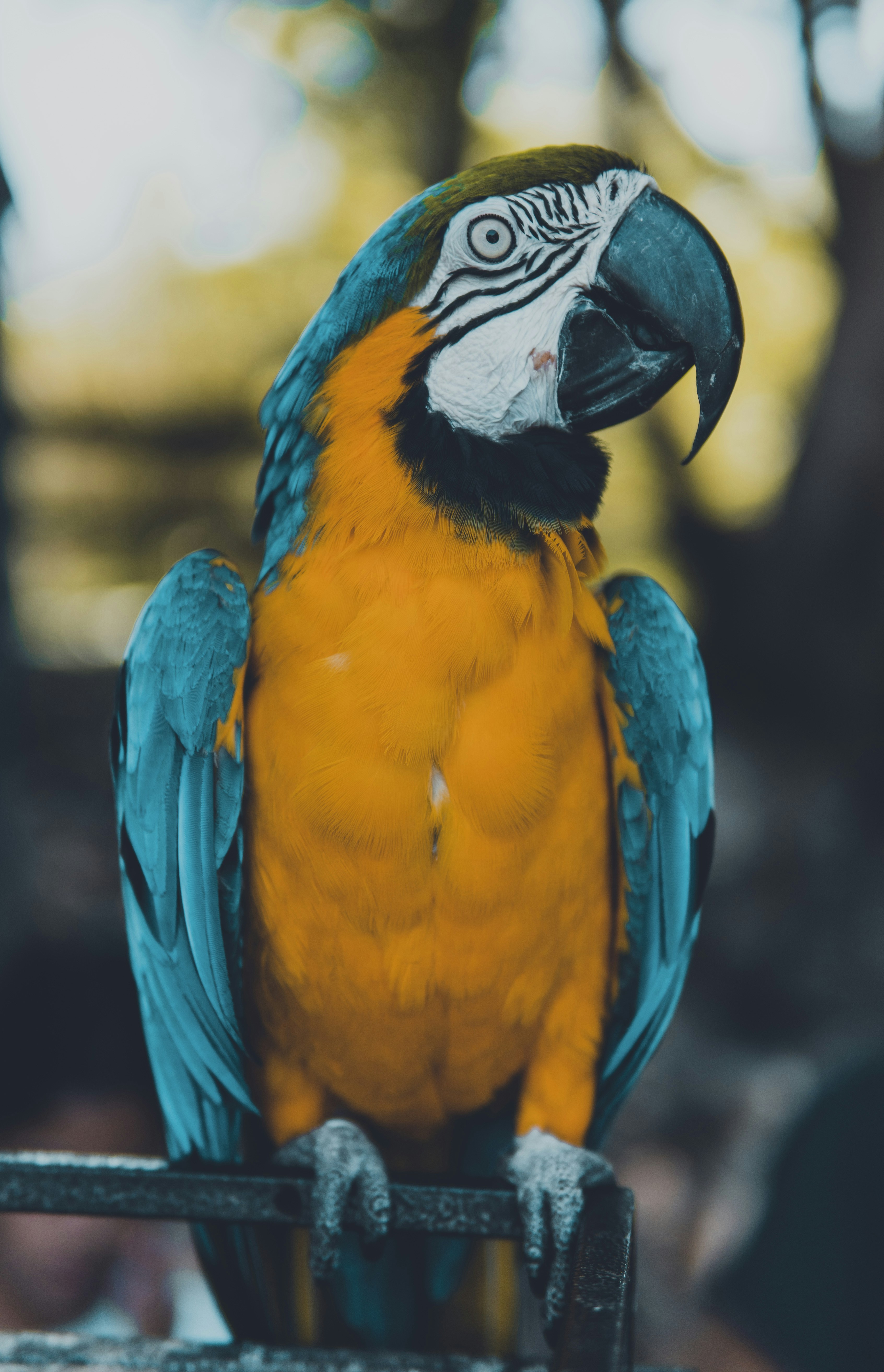 Vibrant Avian Majesty