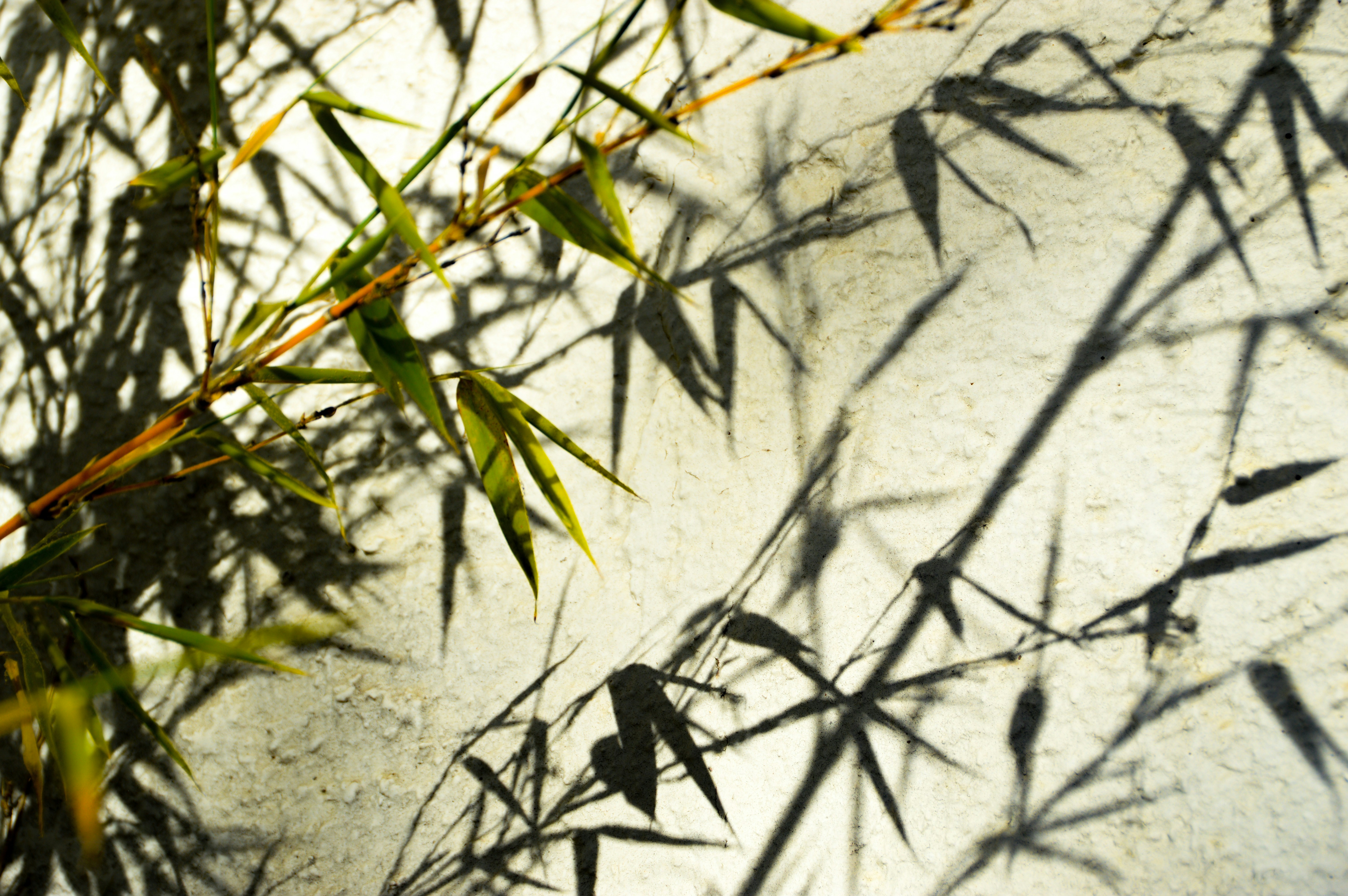 Sharp shadows of bamboo leaves
