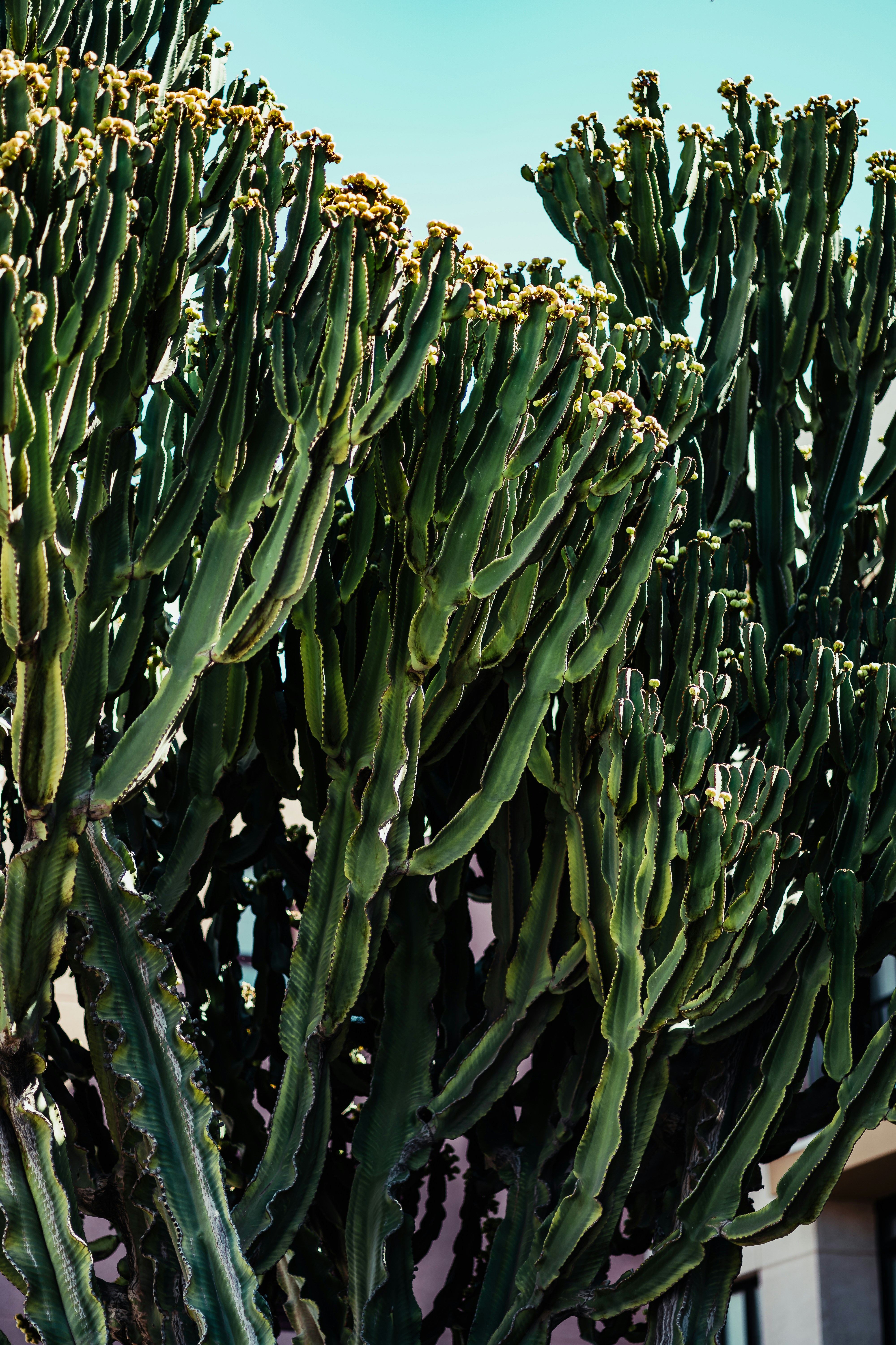 a close up of a cactus plant with a building in the background